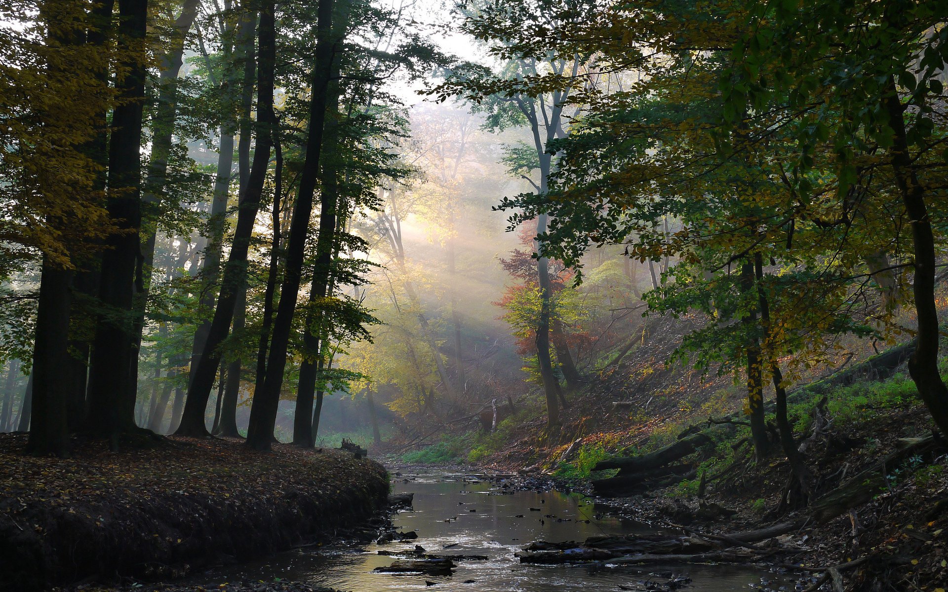 Download Nature Forest HD Wallpaper | 1920x1200 | Wallpaper Abyss