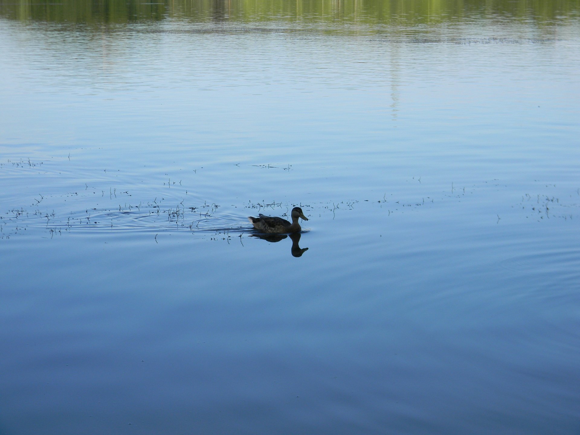 Duck Shadow & Mirror by dovah