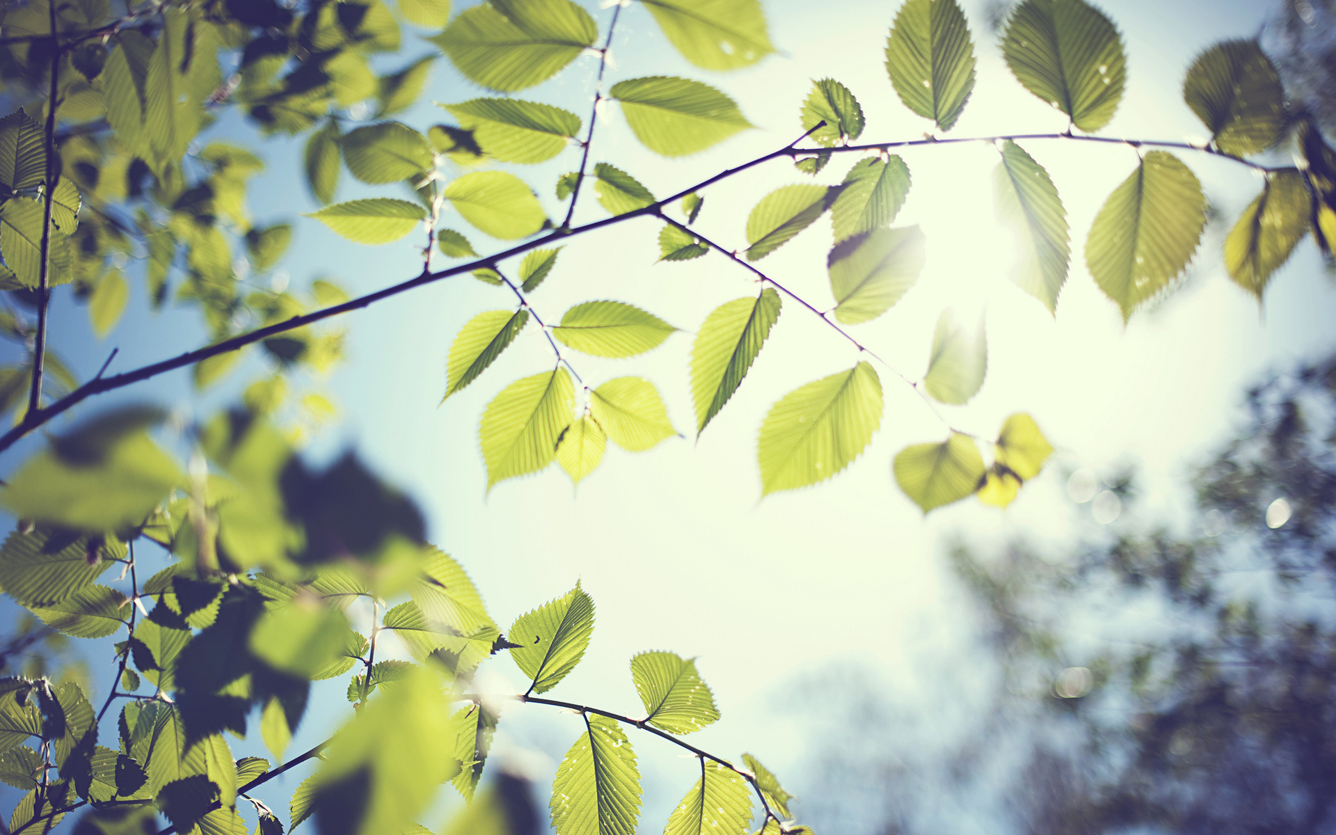 Download Nature Branch HD Wallpaper