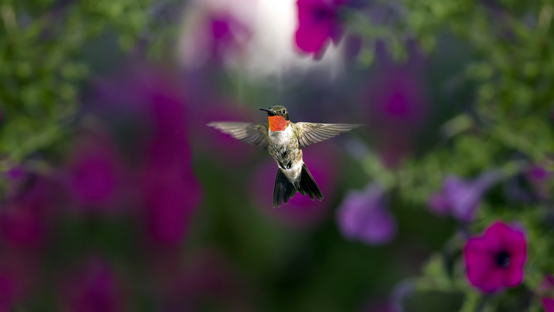 Download Animal Hummingbird HD Wallpaper