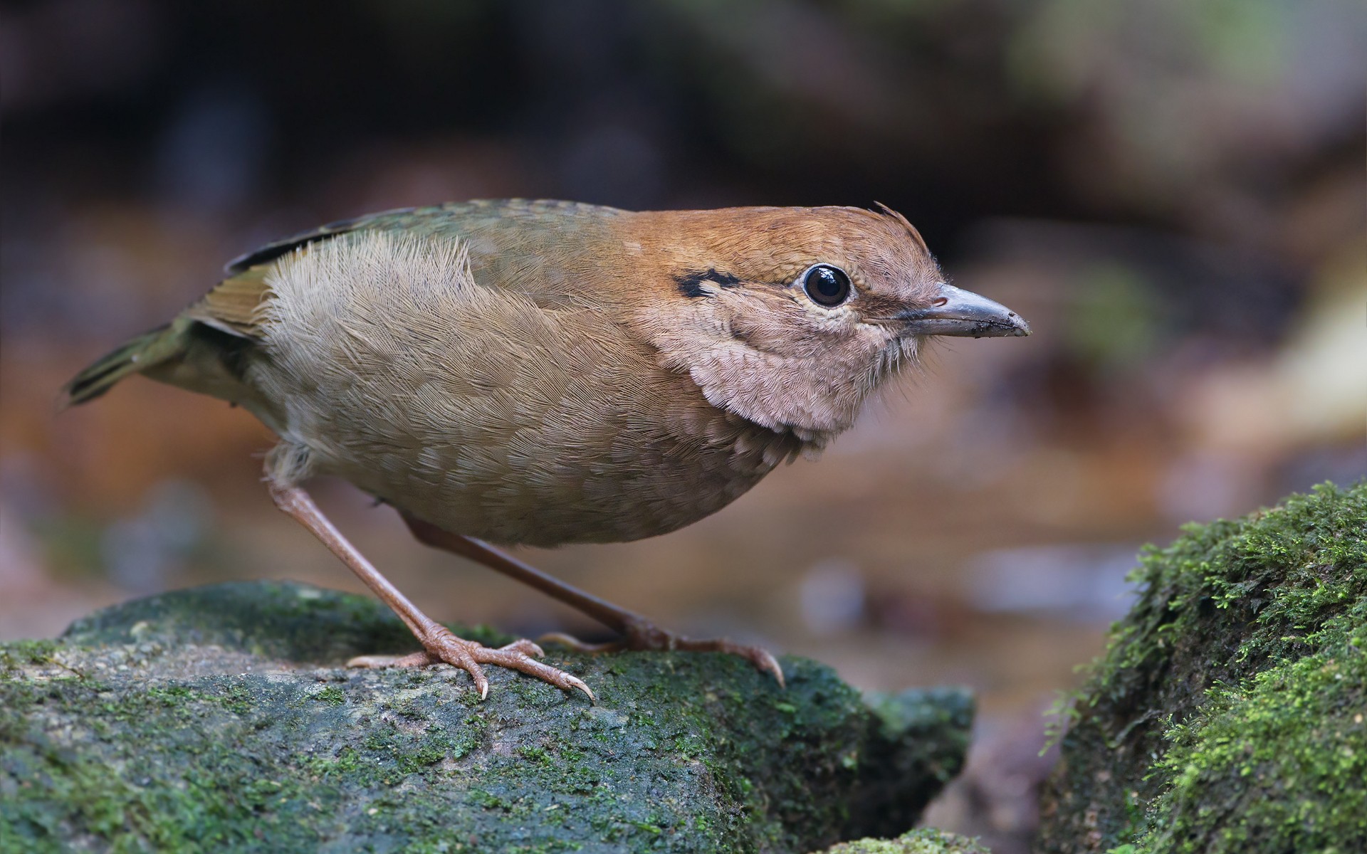 Download Animal Bird HD Wallpaper