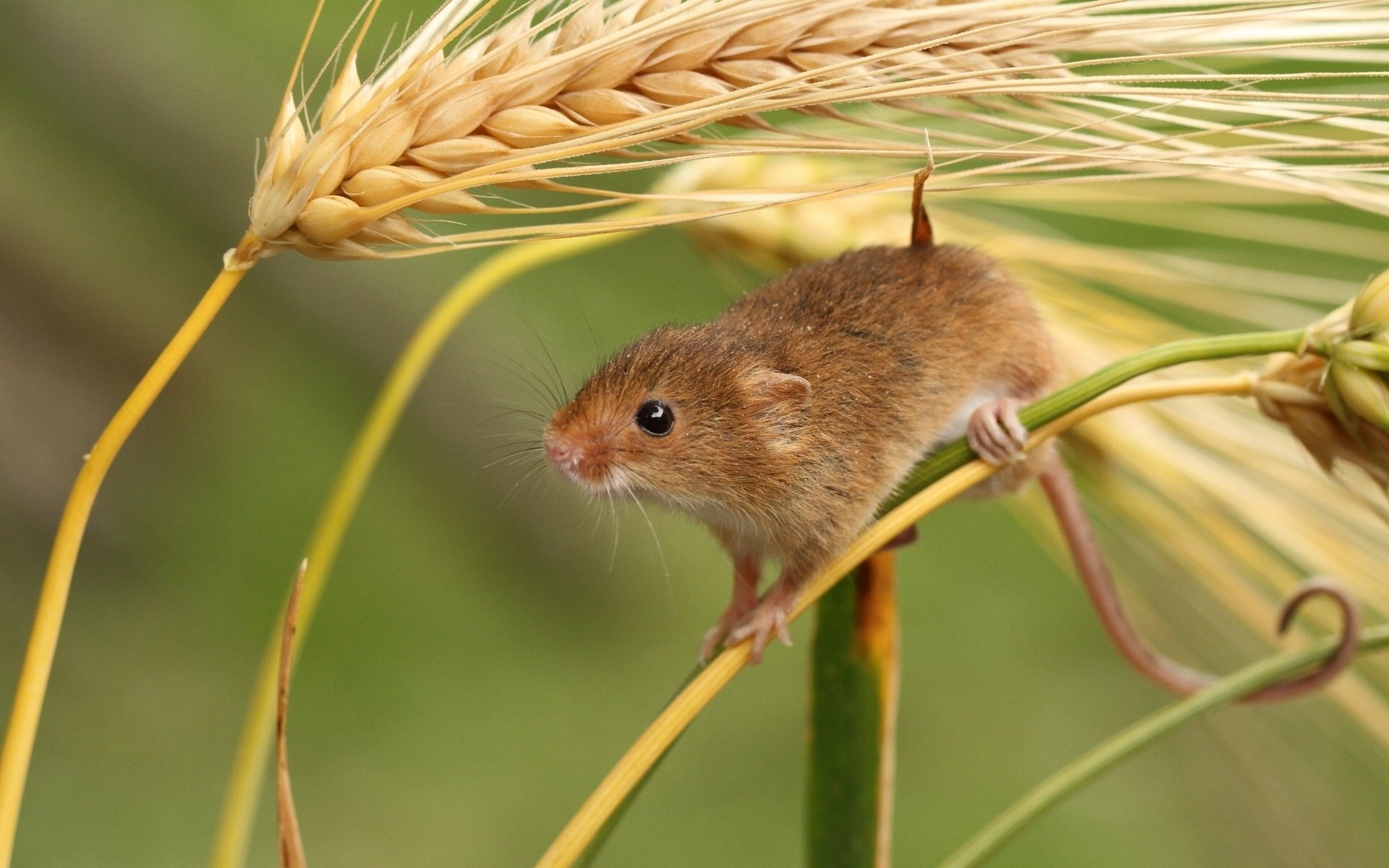 Download Animal Mouse HD Wallpaper