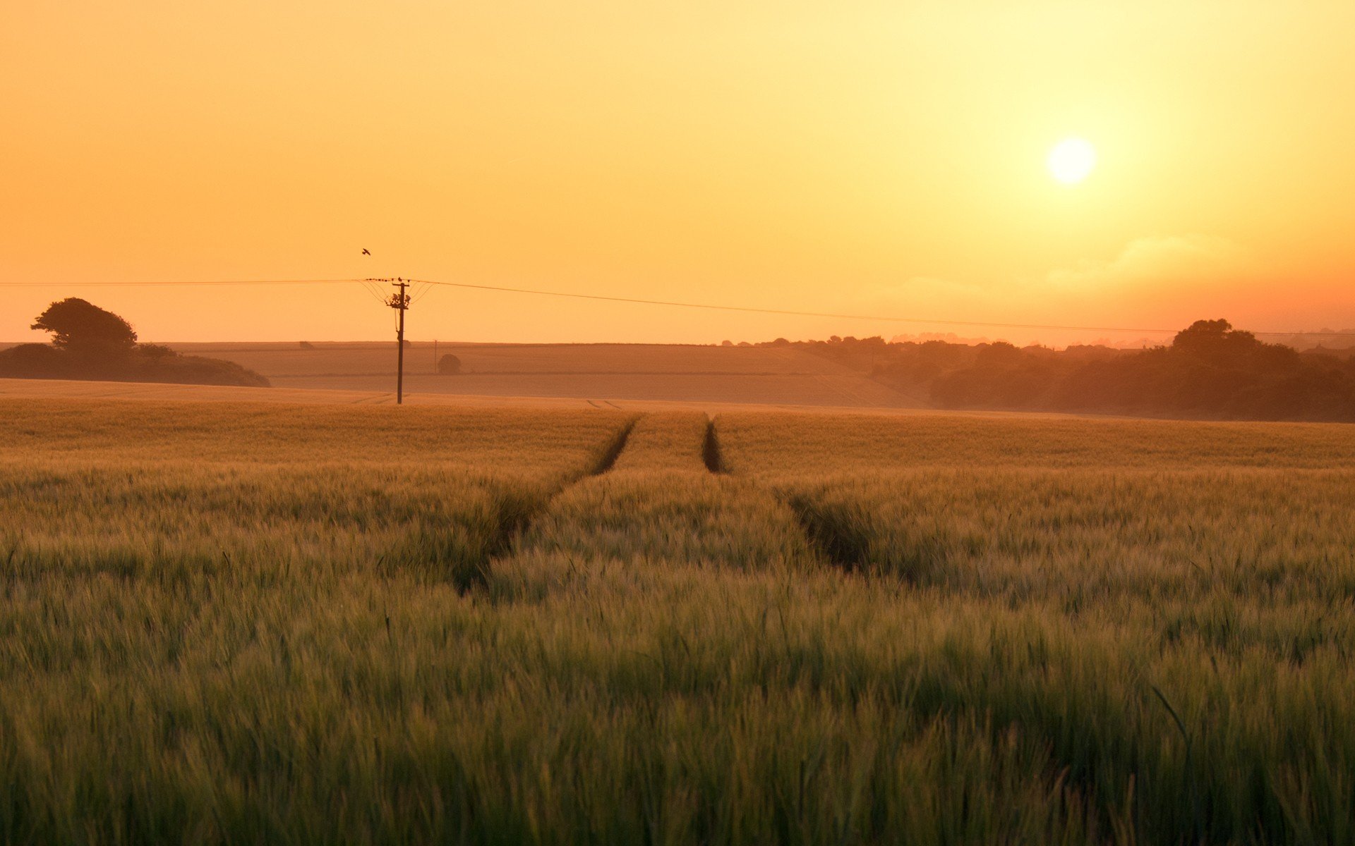 Download Nature Field HD Wallpaper | 1920x1200 | Wallpaper Abyss