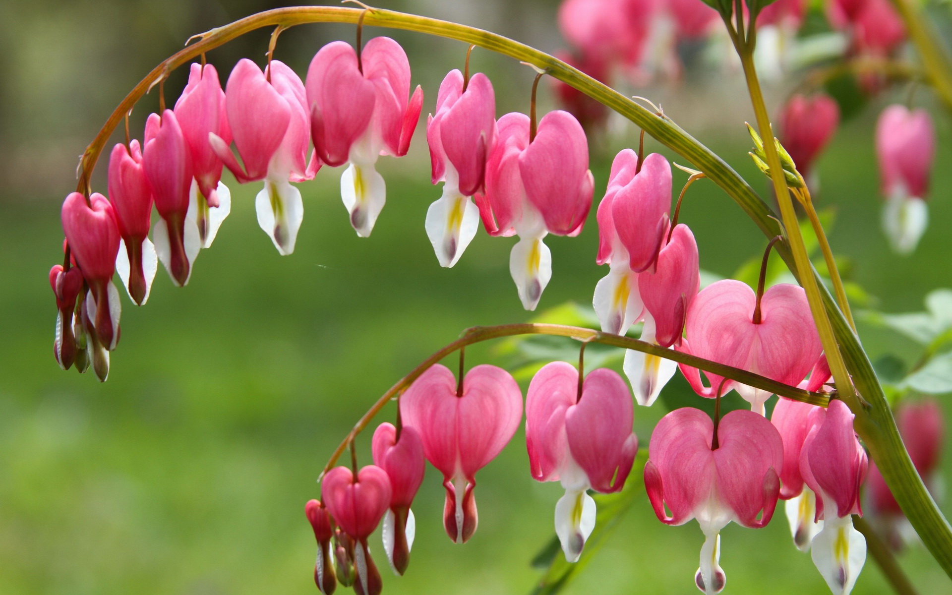 Bleeding Heart HD Wallpaper