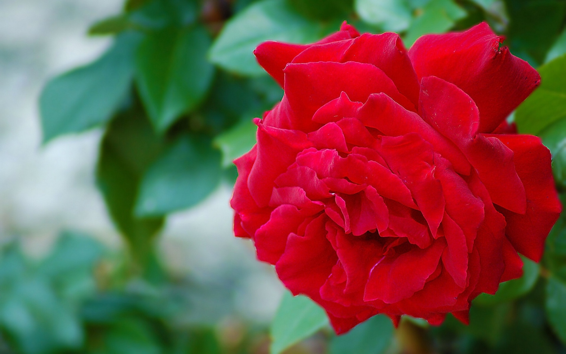 Download Flower Nature Rose HD Wallpaper