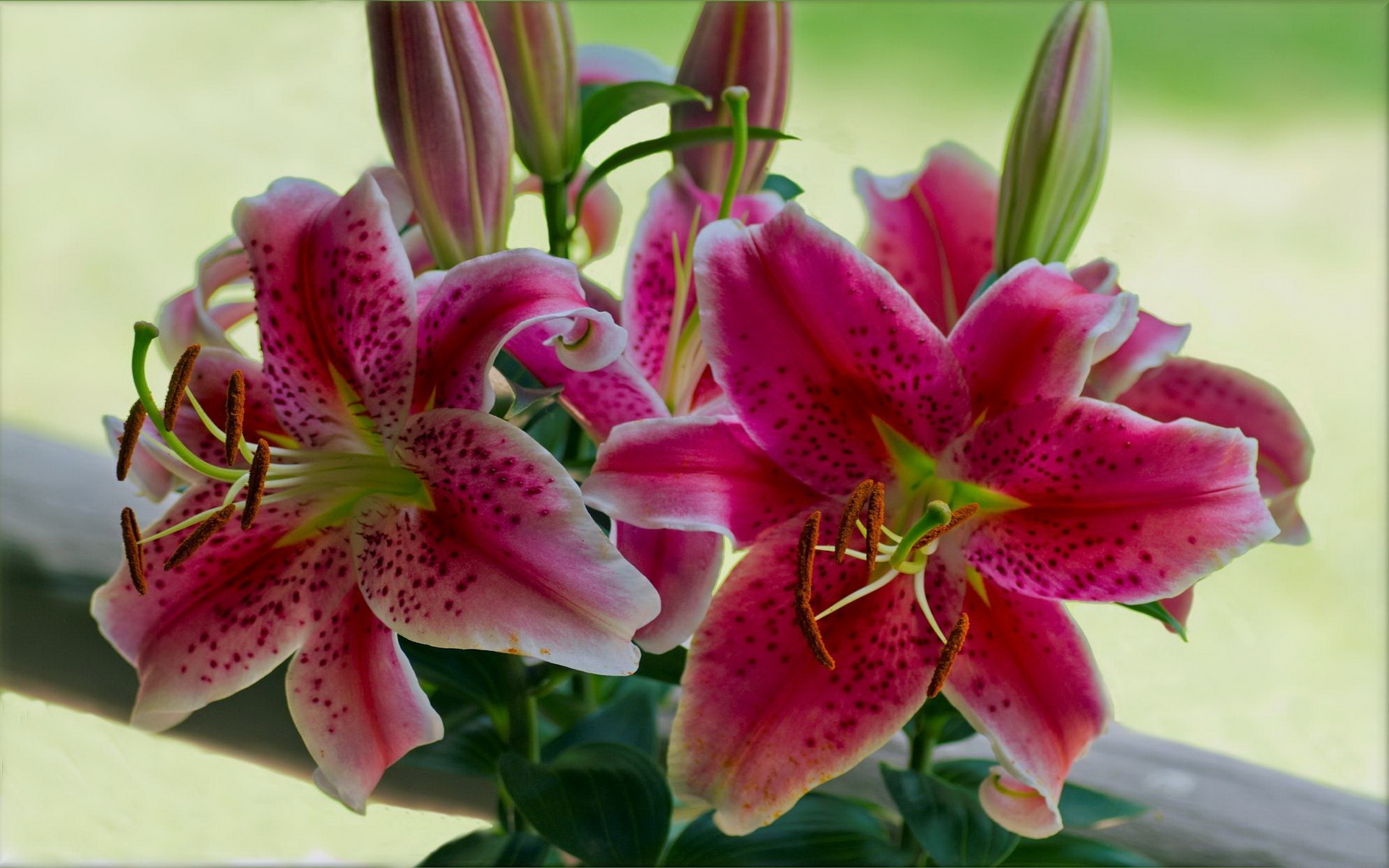 Download Flower Nature Lily HD Wallpaper