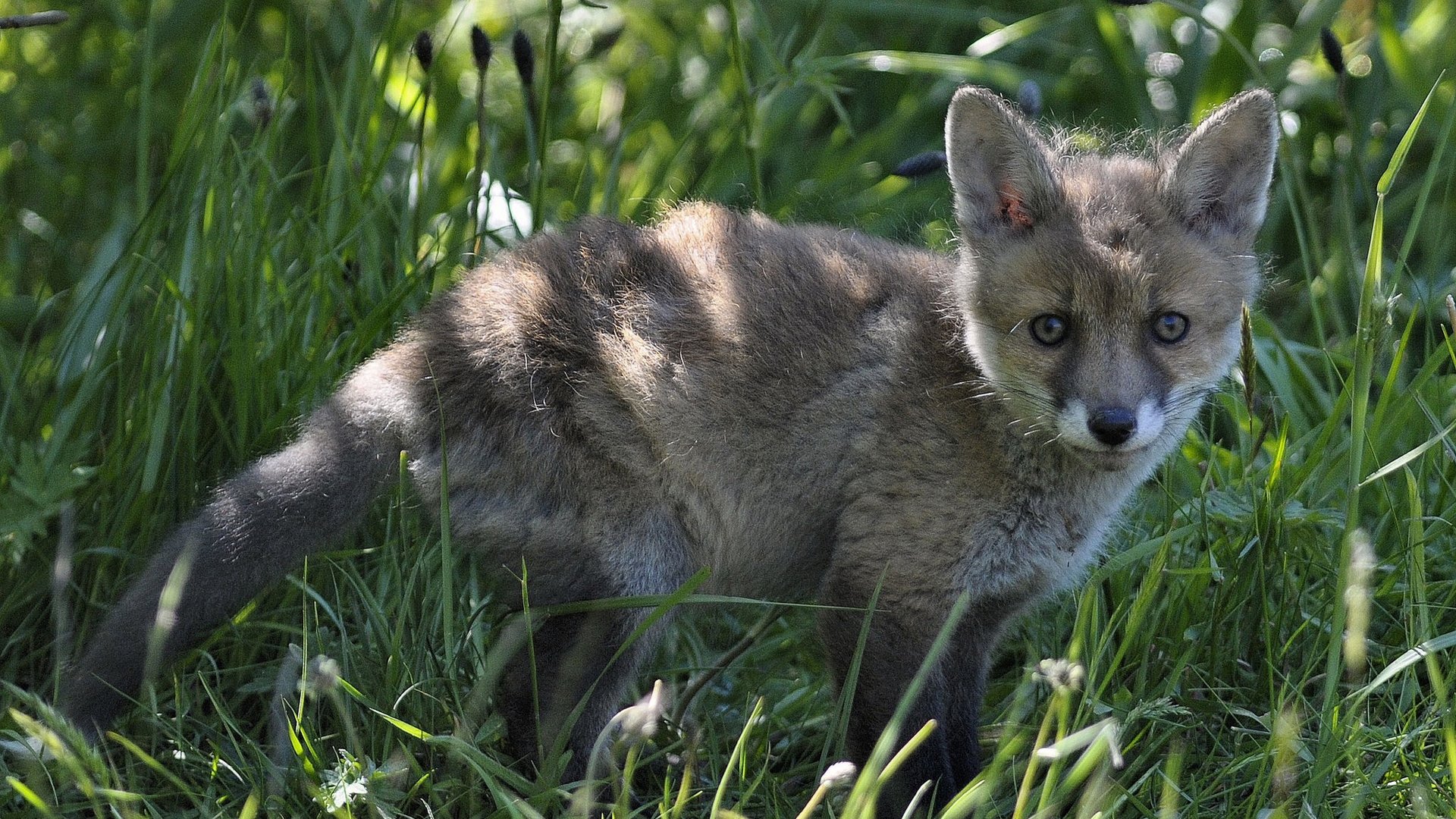 HD Wallpaper of a Captivating Young Fox | 1920x1080 | Wallpaper Abyss