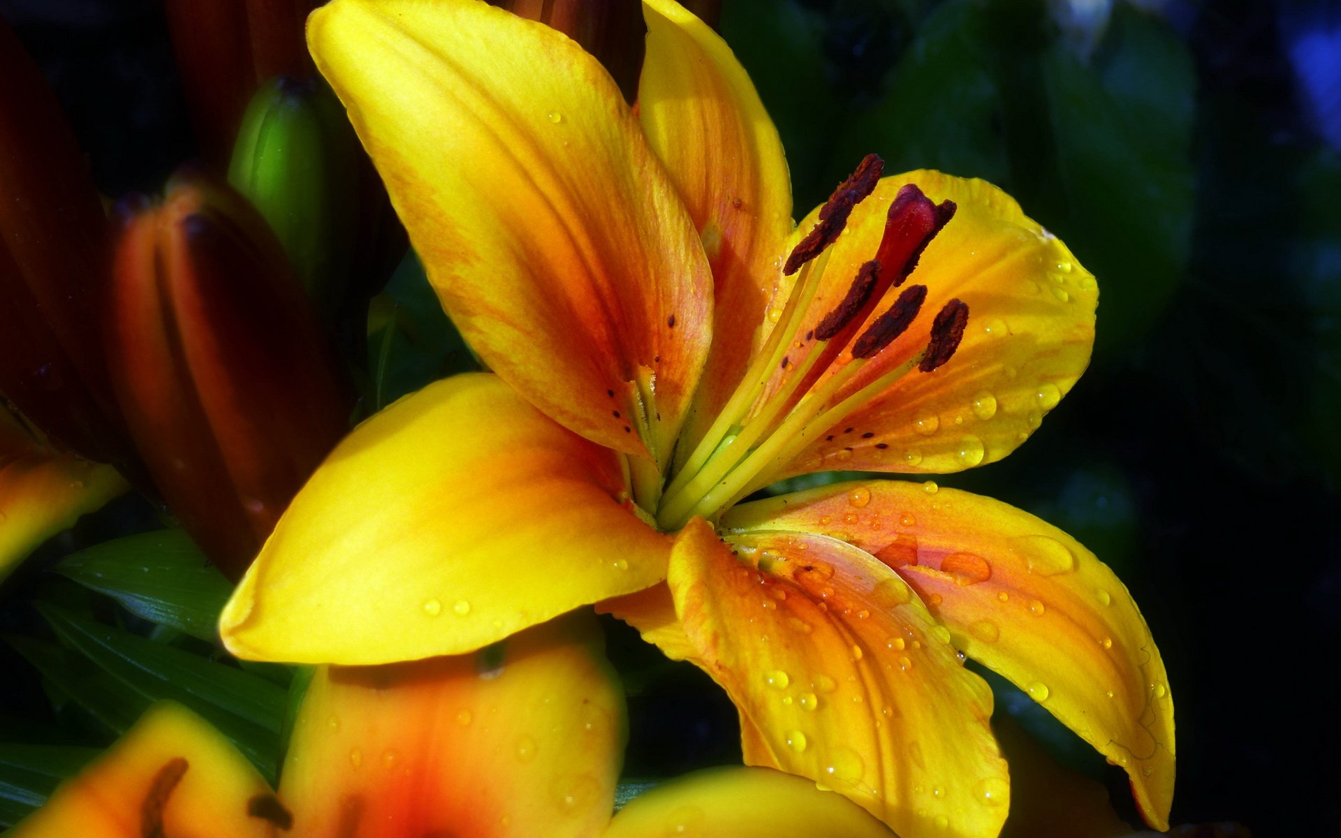 Download Flower Nature Lily HD Wallpaper | 1920x1200 | Wallpaper Abyss