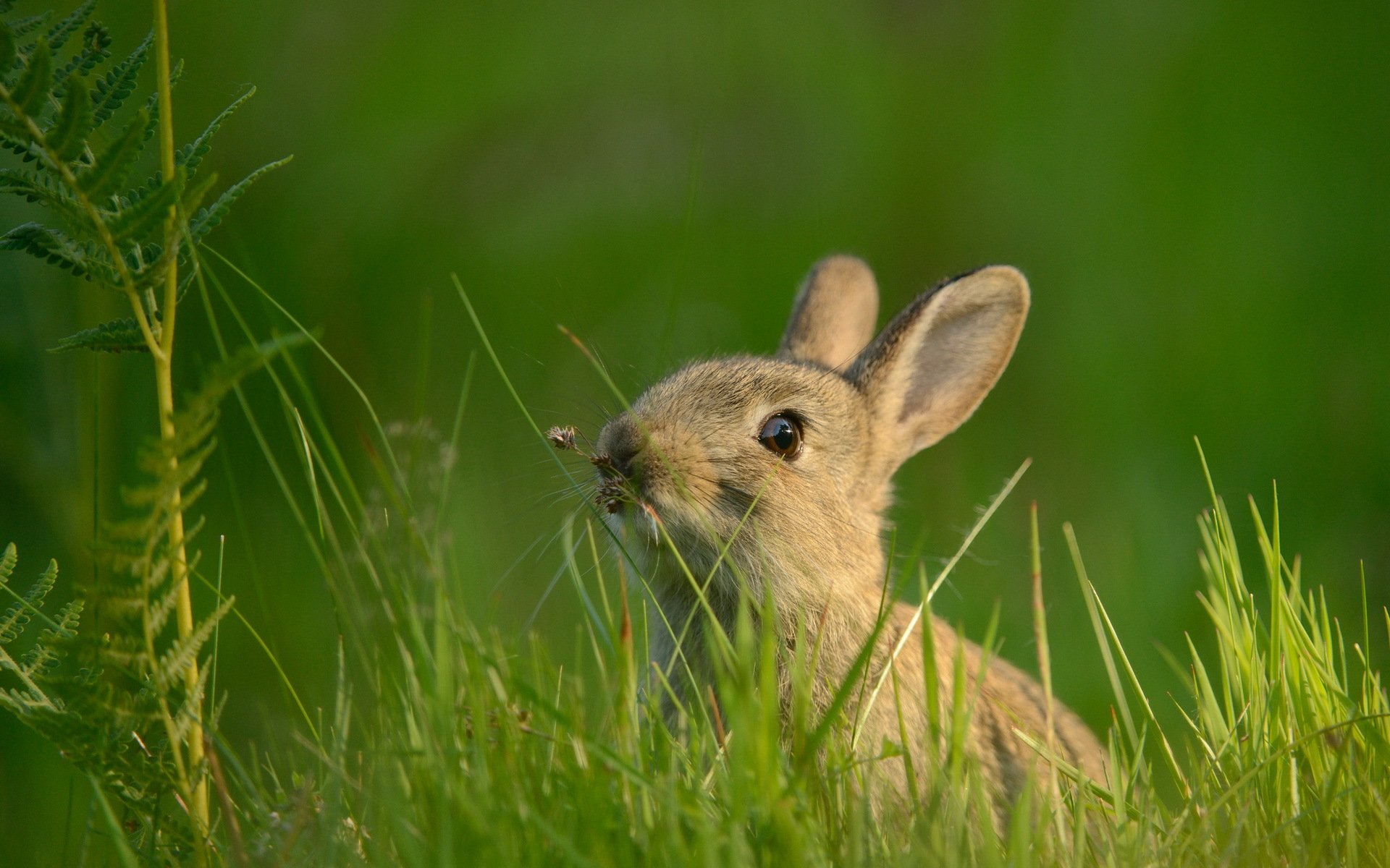 Download Animal Rabbit HD Wallpaper
