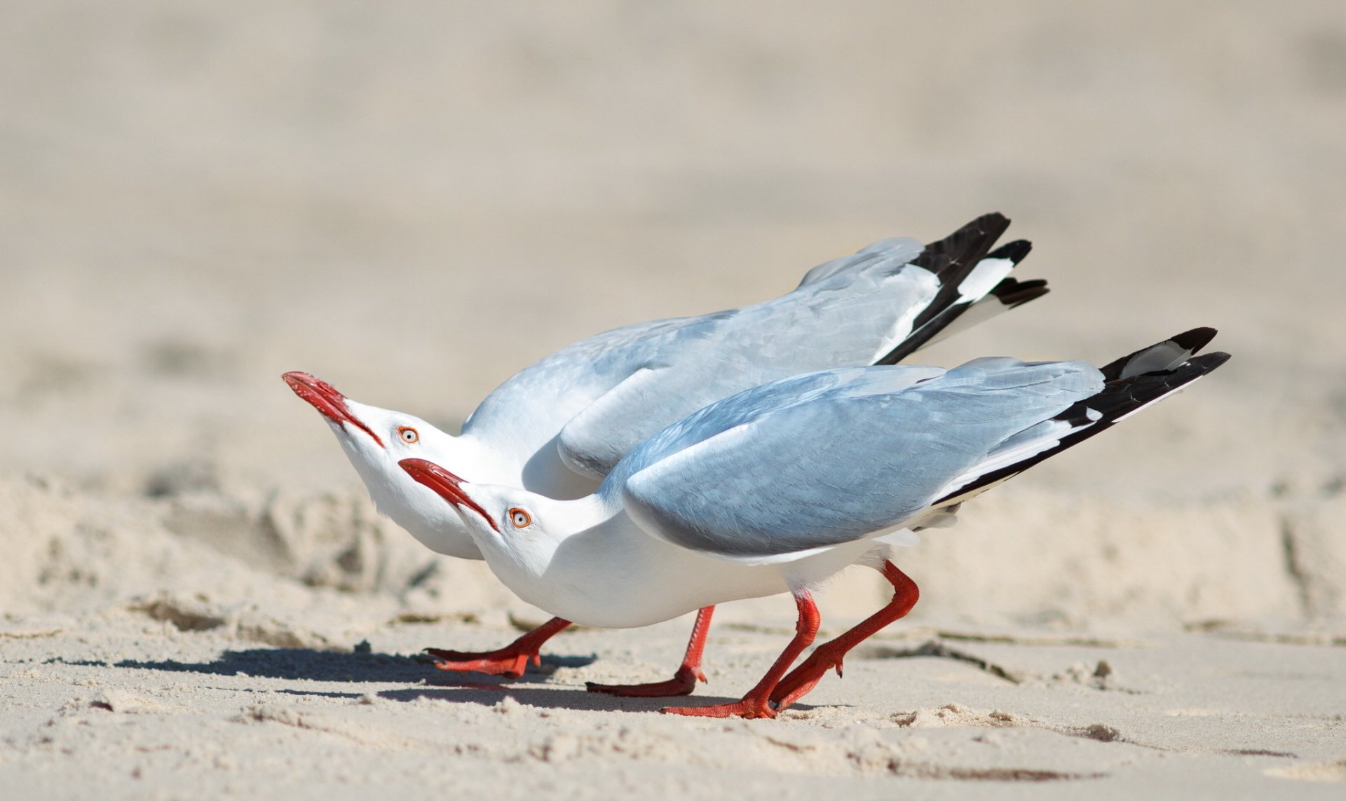 Graceful Seagulls in HD: Nature’s Coastal Elegance