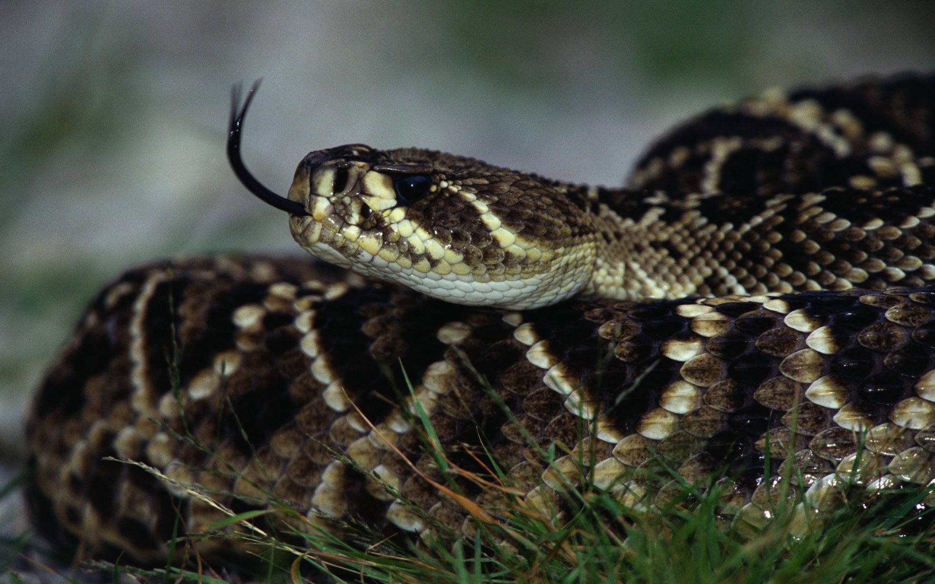 Striking HD Snake Wallpaper: Nature’s Stealthy Predator Up Close ...