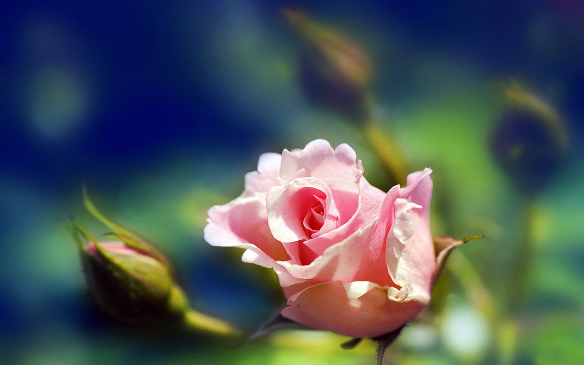 Download Nature Rose HD Wallpaper | 1920x1200 | Wallpaper Abyss