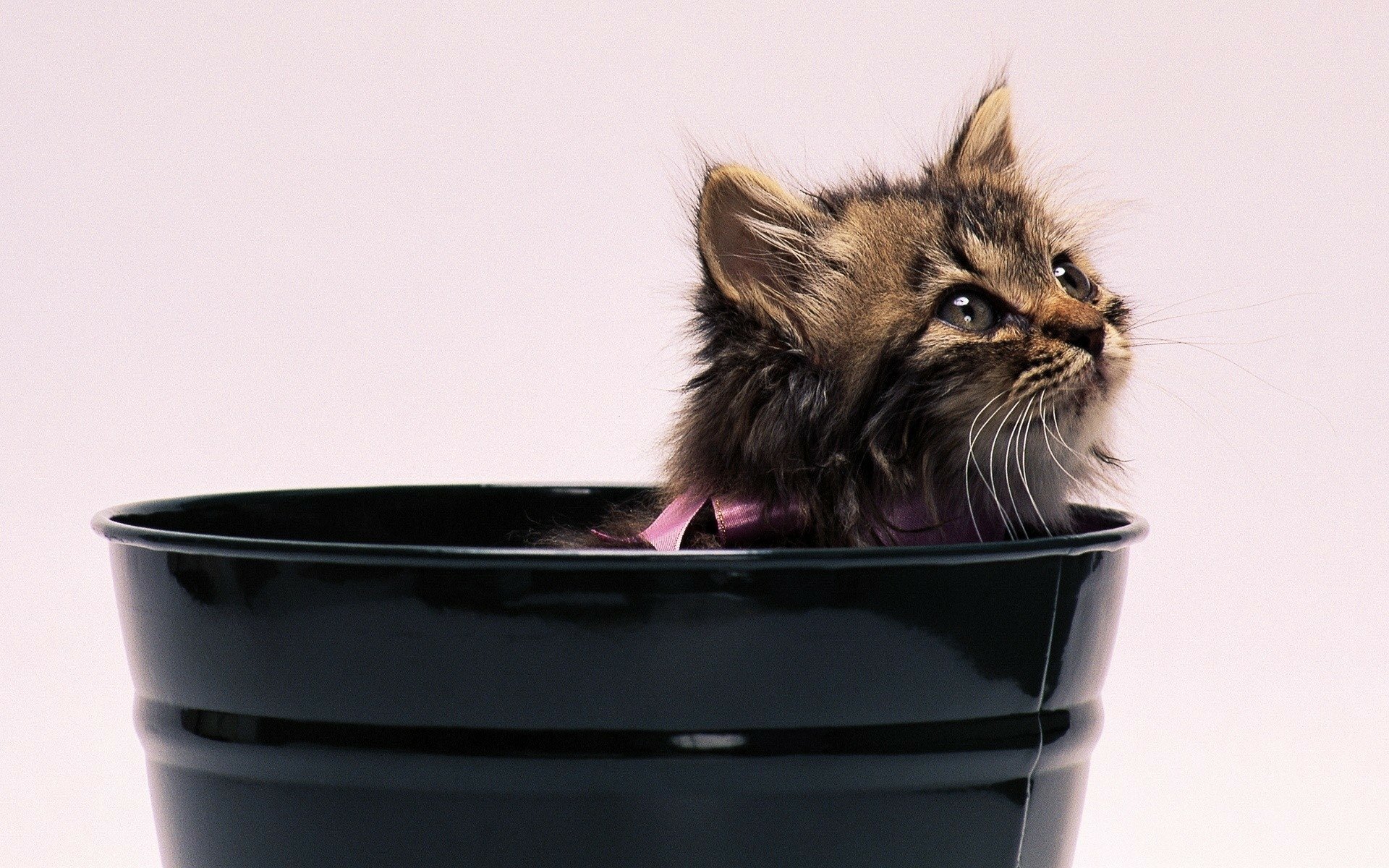Adorable Cat in a Pot - HD Wallpaper