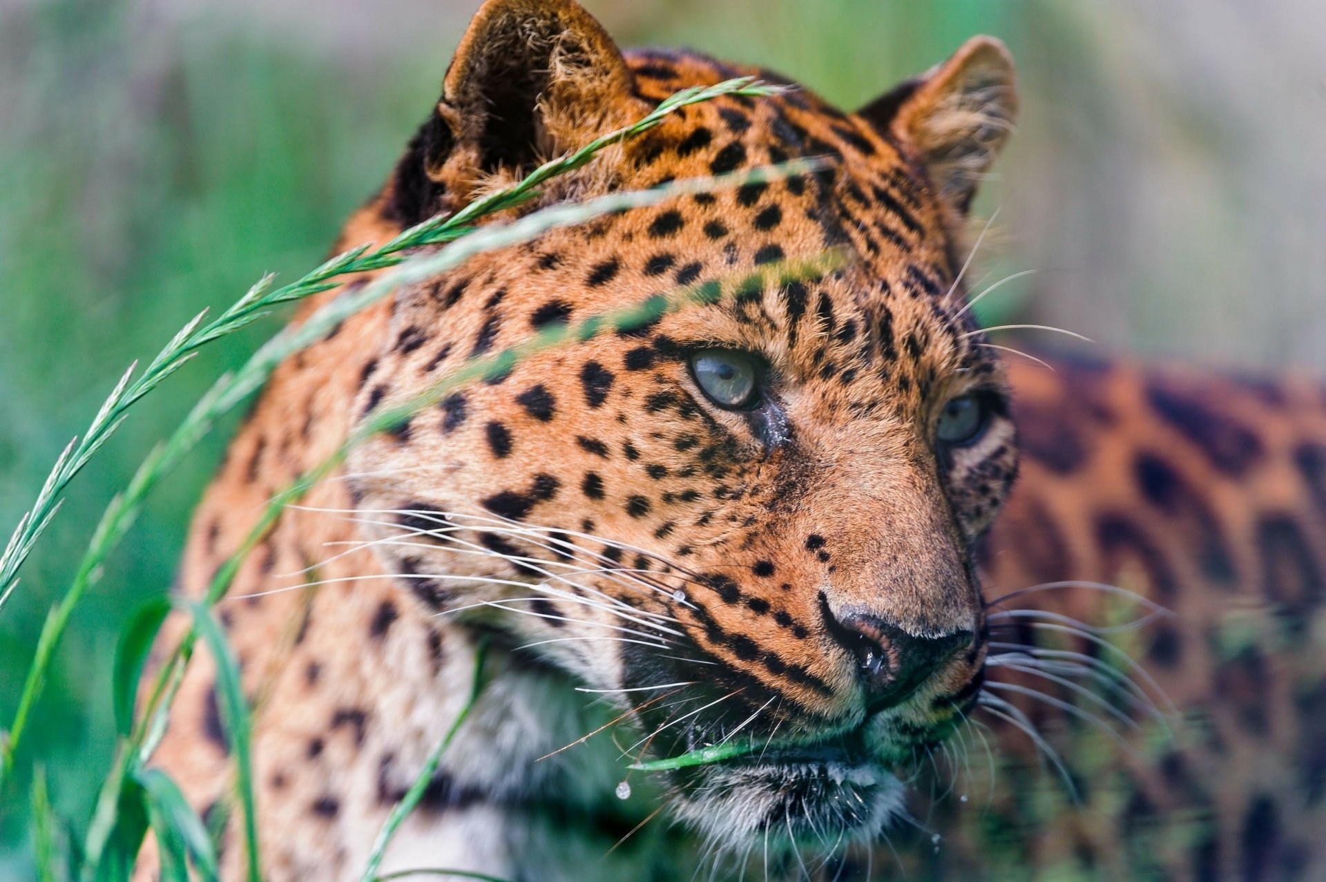 Download Animal Leopard HD Wallpaper