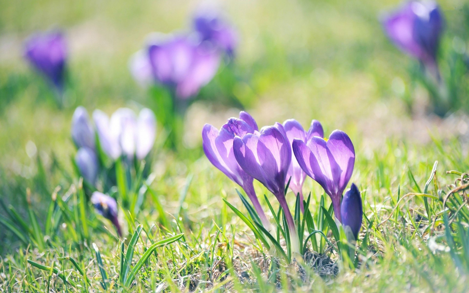 Crocus HD Wallpaper
