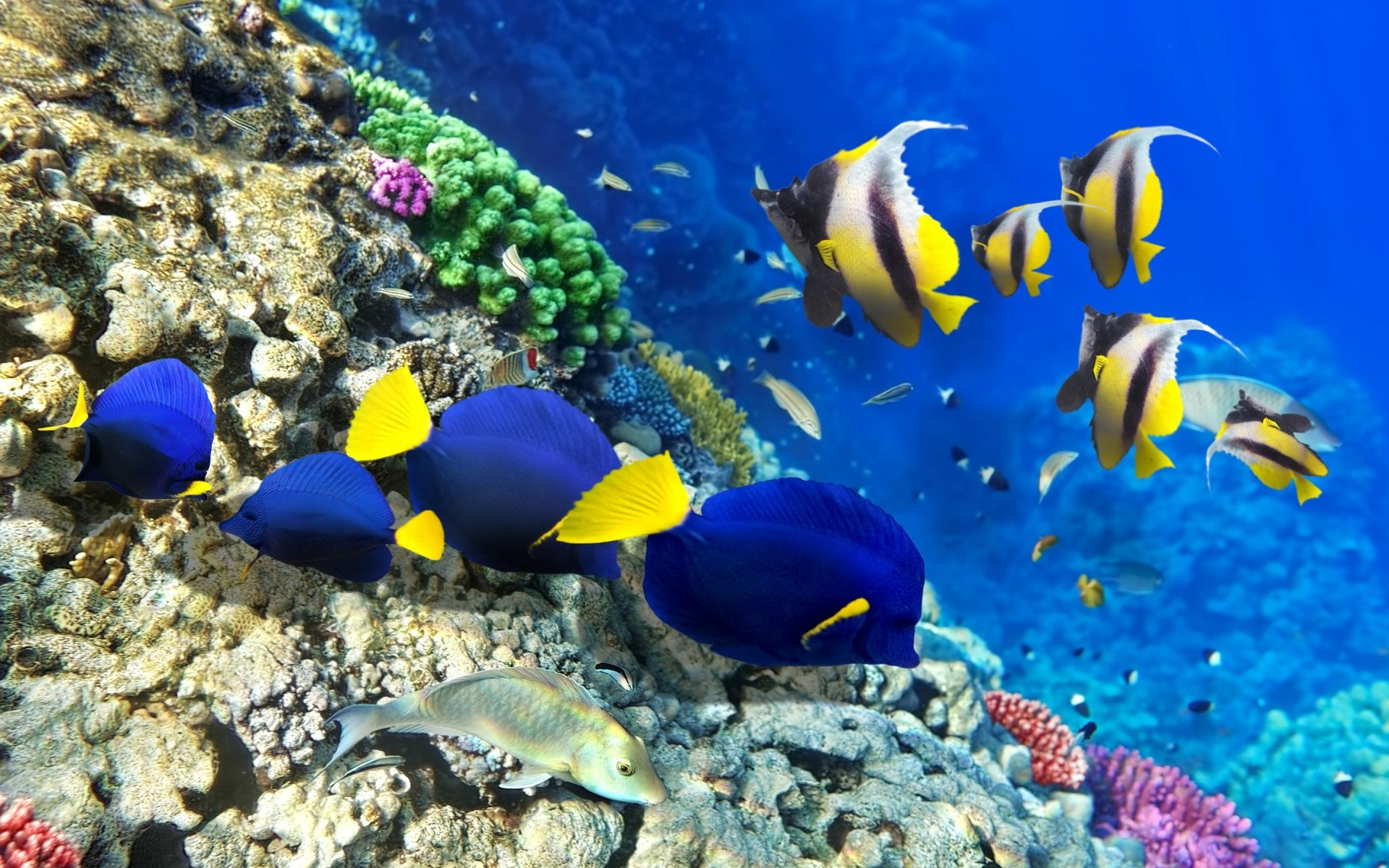 Vibrant Reef Wonders: HD Fish and Coral Aquarium Wallpaper | 2880x1800 ...