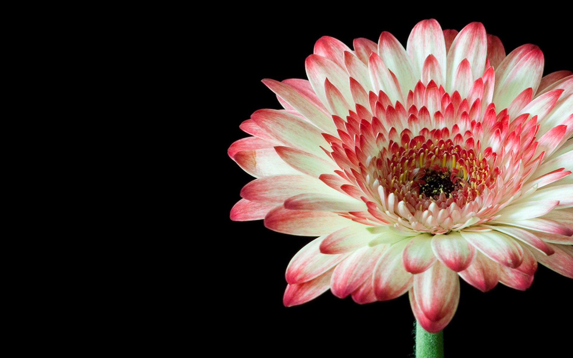 Vibrant Bloom: HD Nature’s Floral Elegance Wallpaper