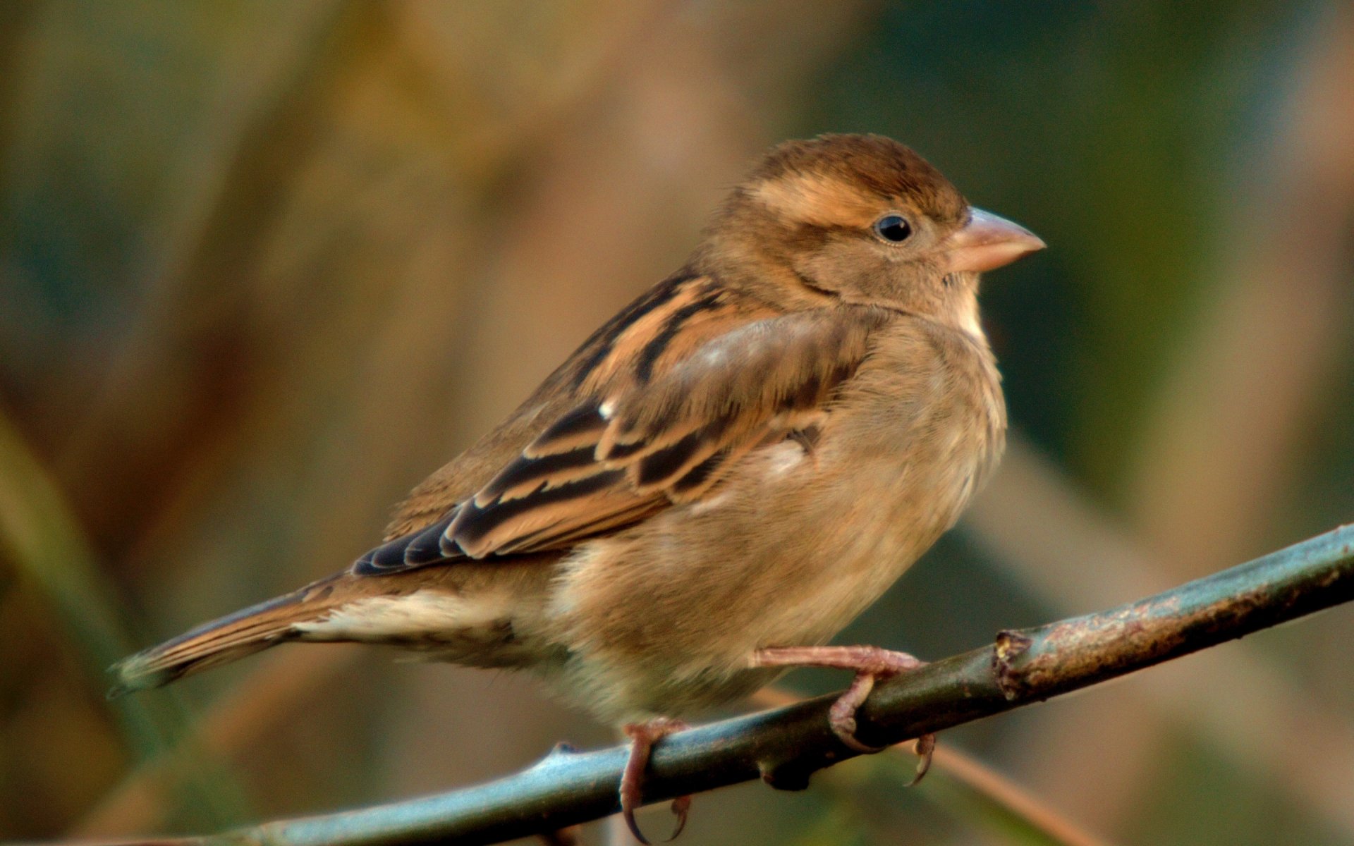 HD Sparrow Serenity: Nature’s Feathered Wonder in Focus