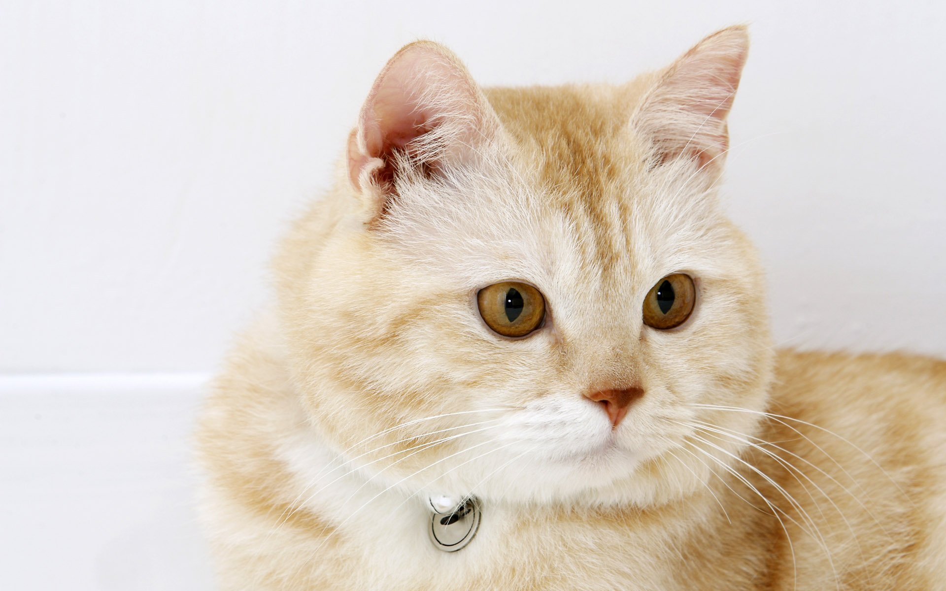 Majestic Cat Close-Up HD Wallpaper: Elegant Feline Portrait