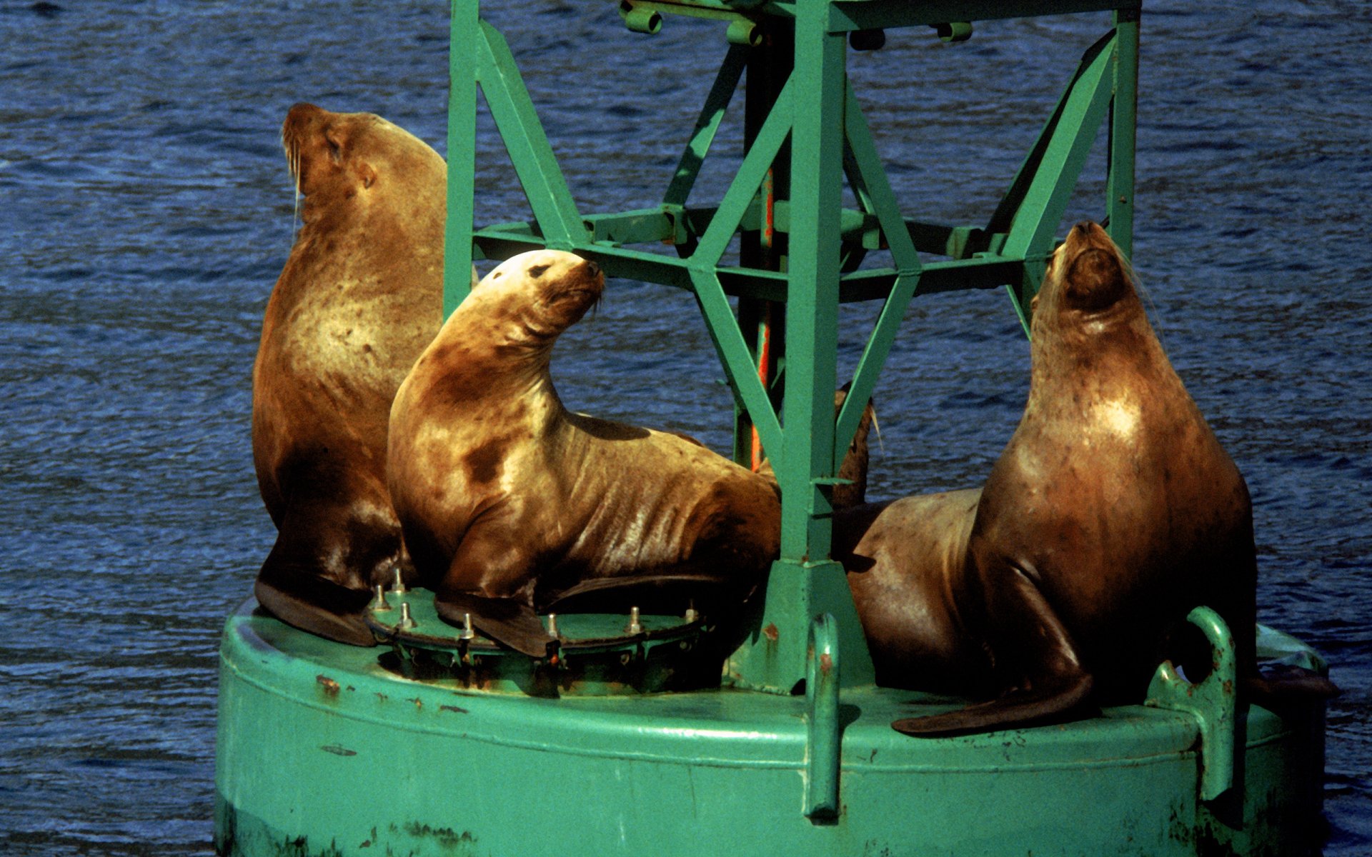 Majestic Seals Relaxing on Ocean Buoy | HD Animal Wallpaper | 2560x1600 ...