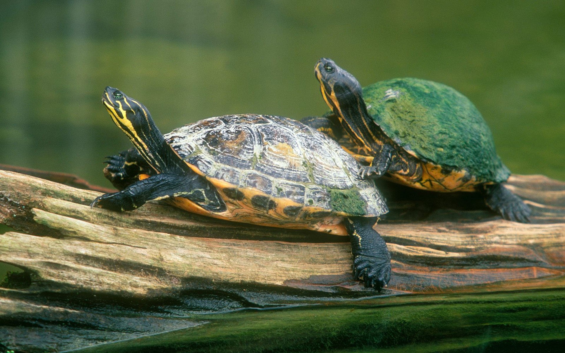 Download Animal Turtle HD Wallpaper