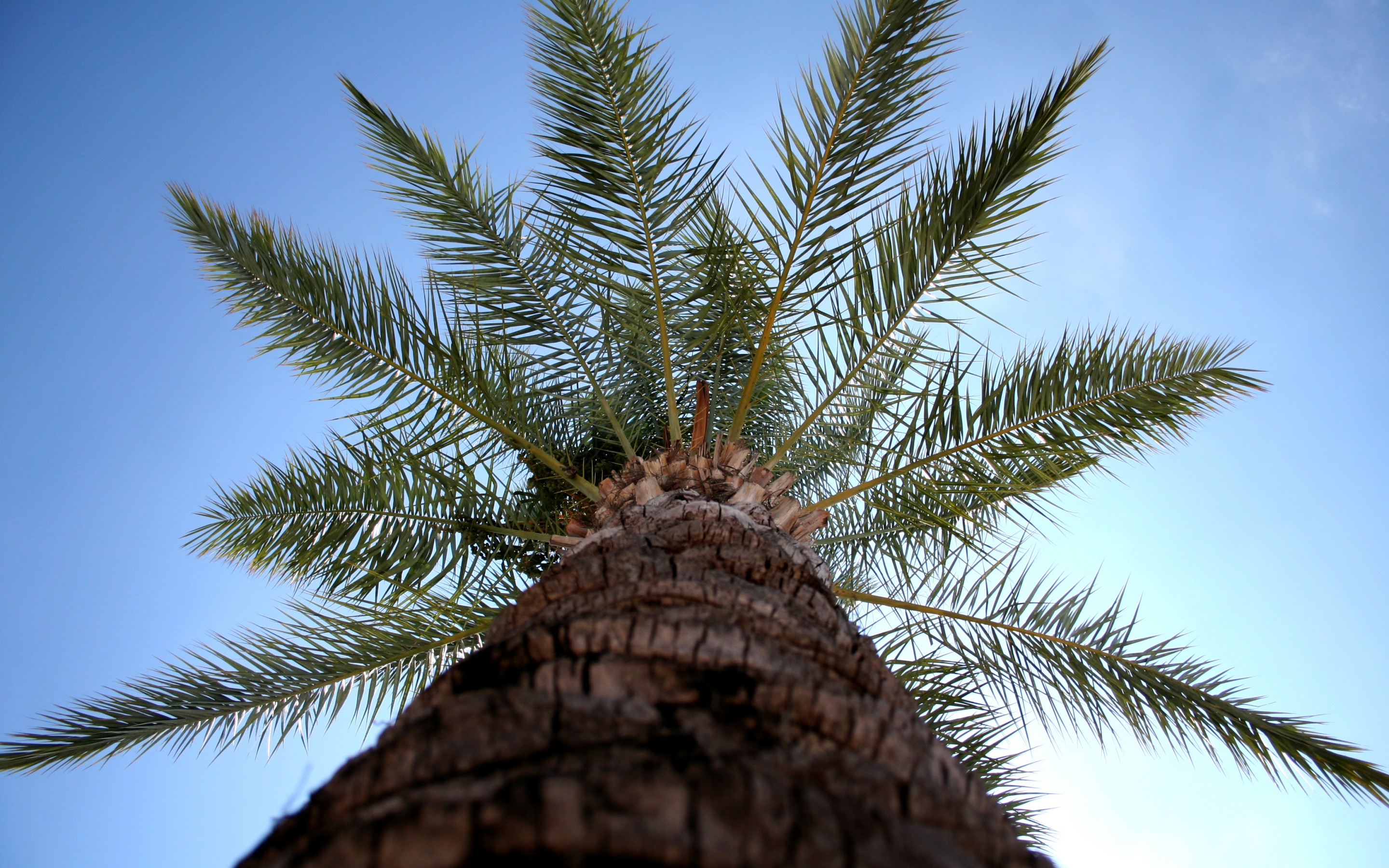 Download Nature Palm Tree HD Wallpaper