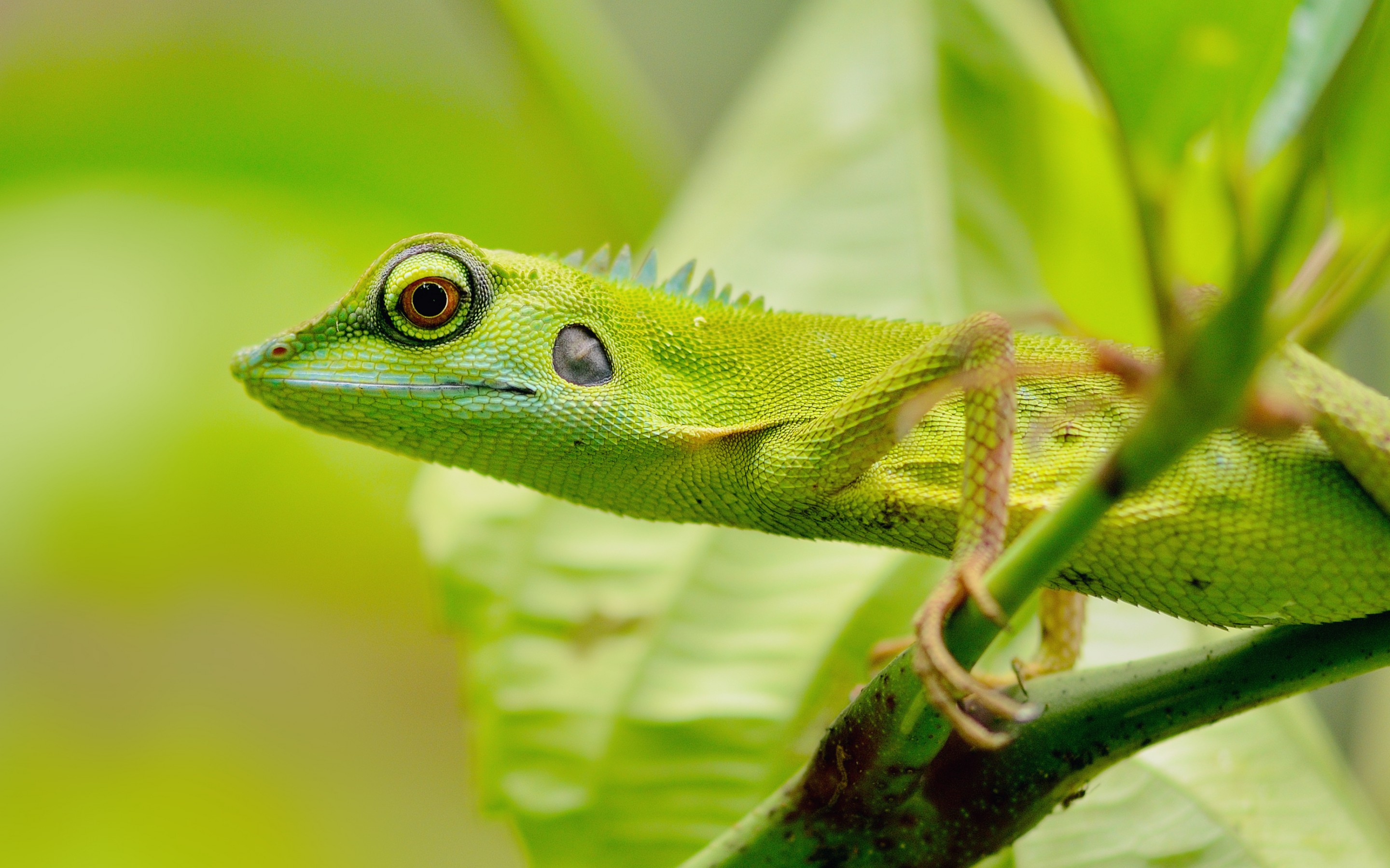 Download Animal Lizard HD Wallpaper