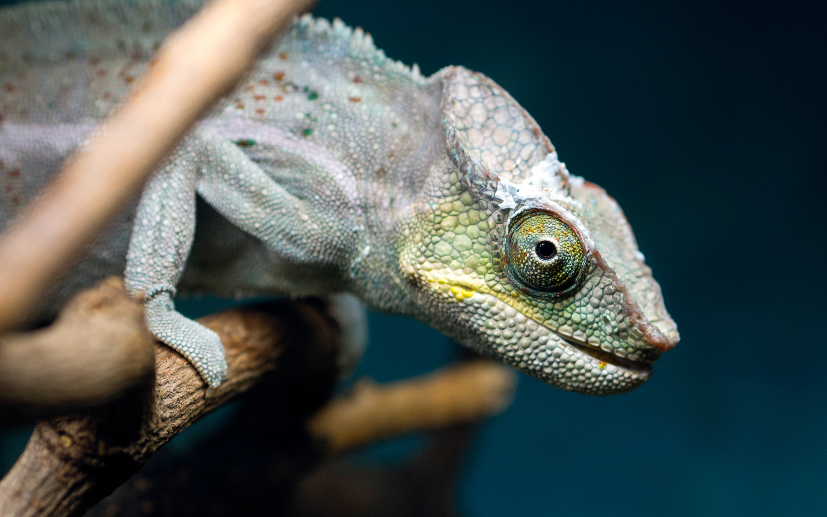 Download Animal Chameleon HD Wallpaper