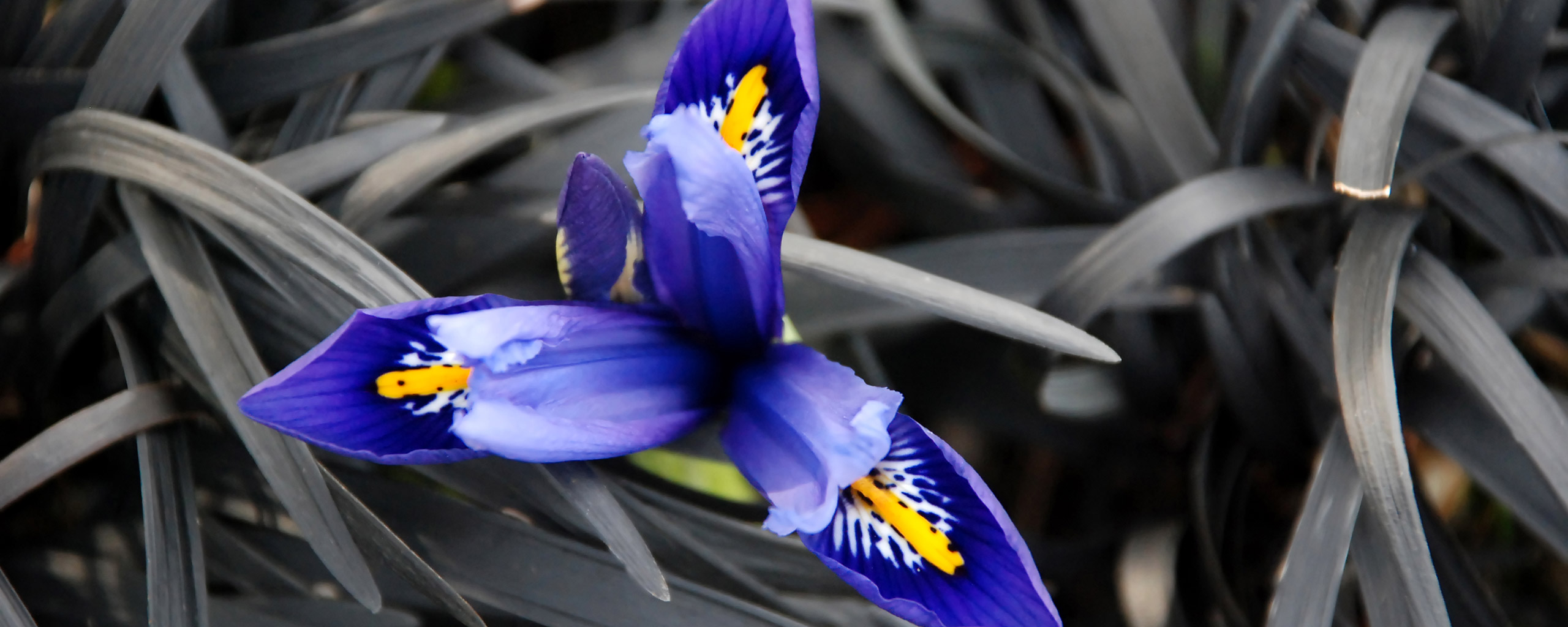 Download Nature Flower Wallpaper