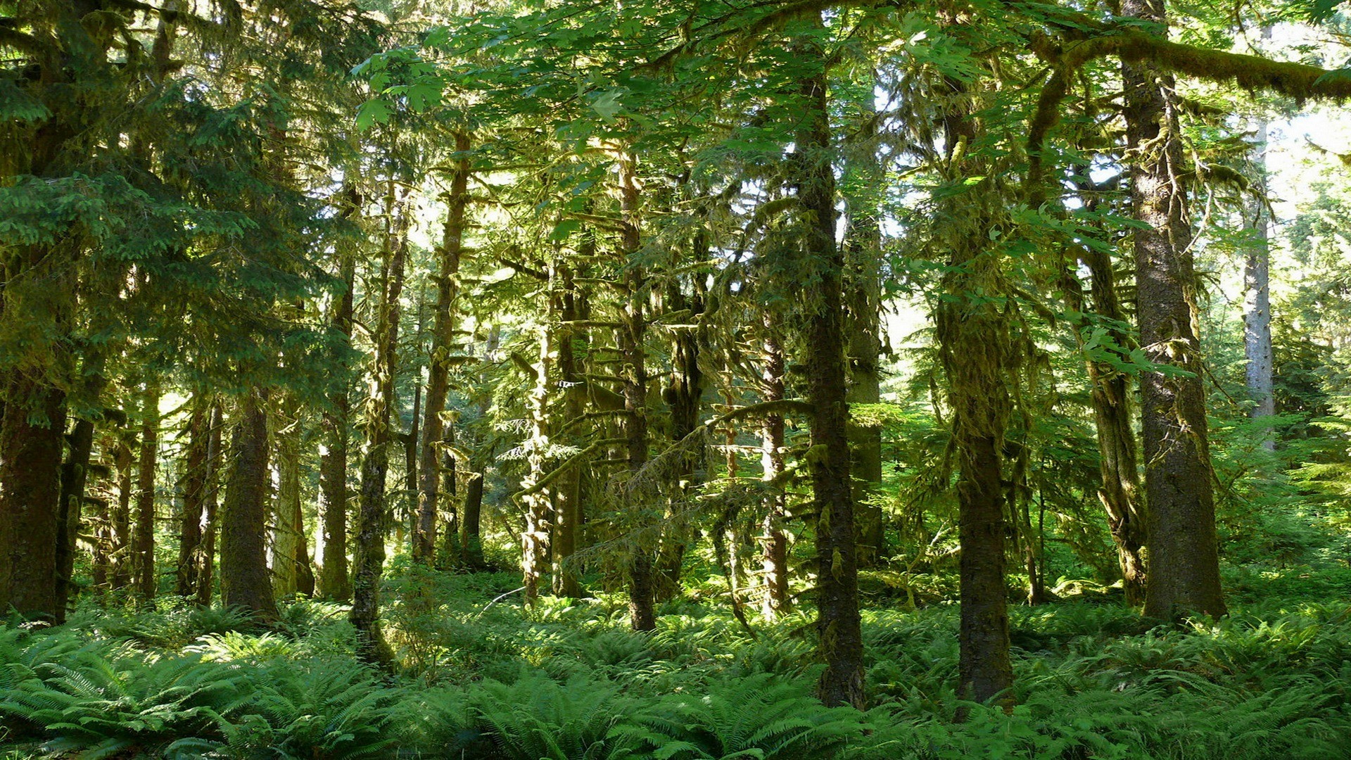 Download Nature Forest HD Wallpaper