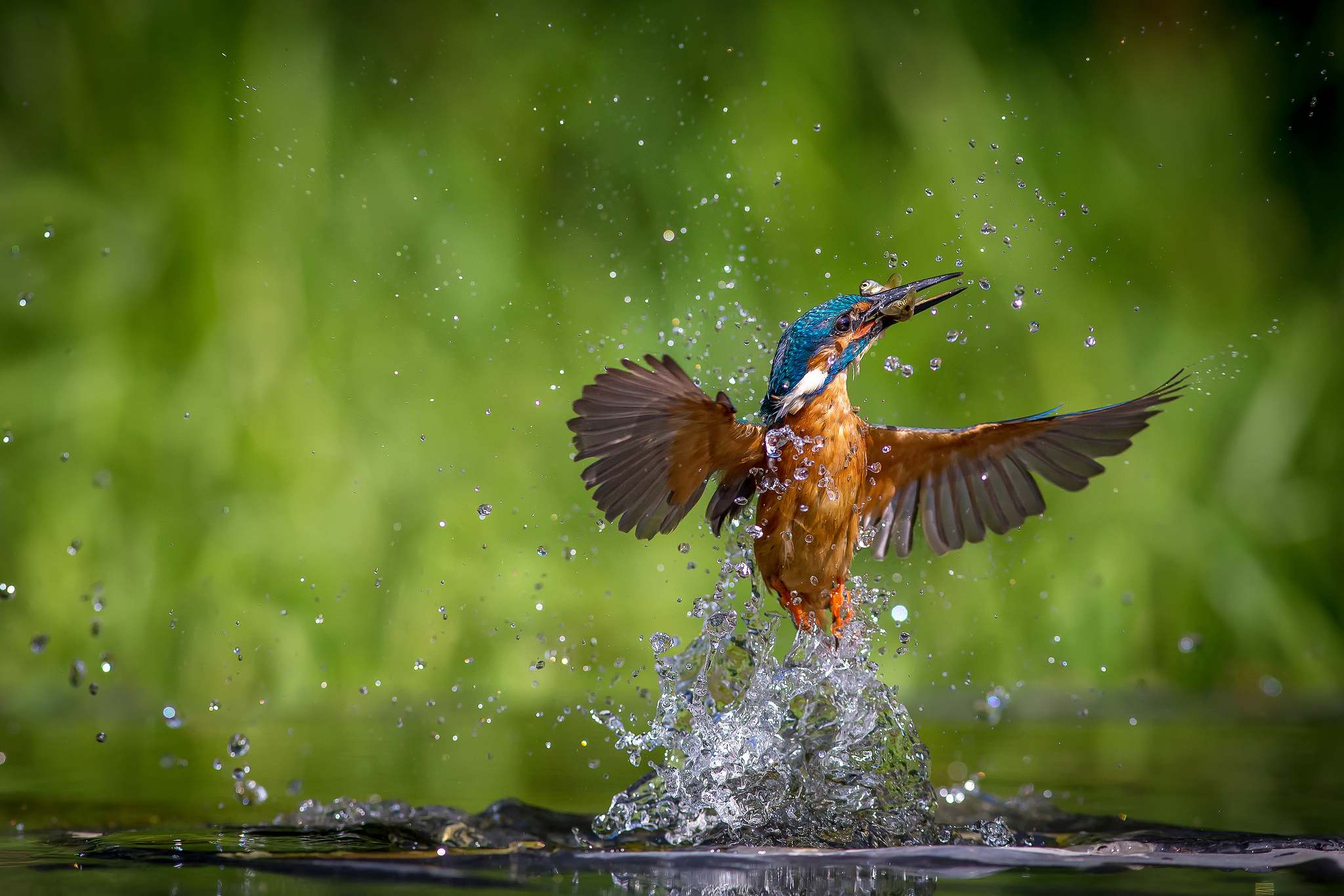 Majestic Kingfisher Splash – HD Animal Wallpaper Delight
