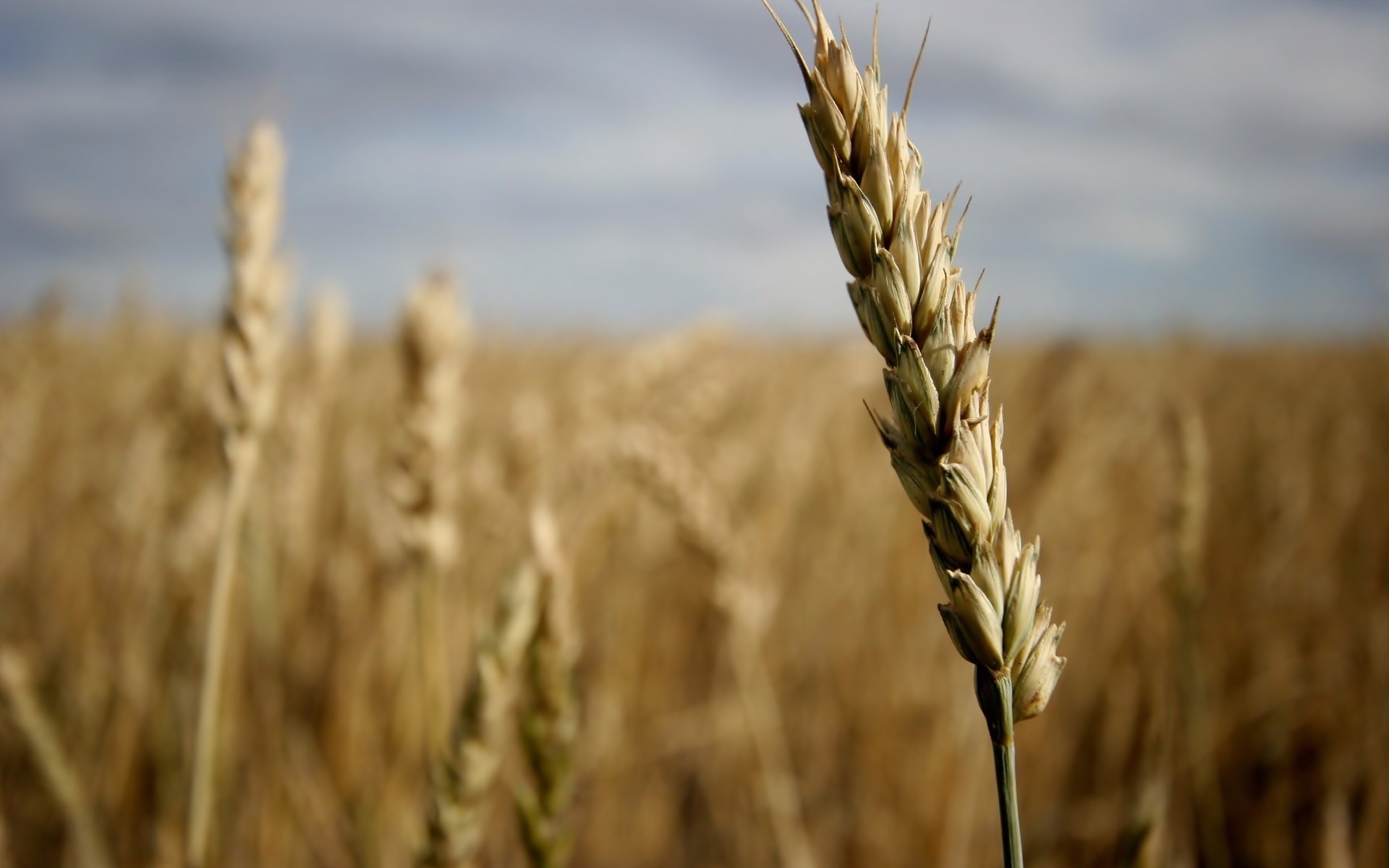 Download Nature Wheat HD Wallpaper