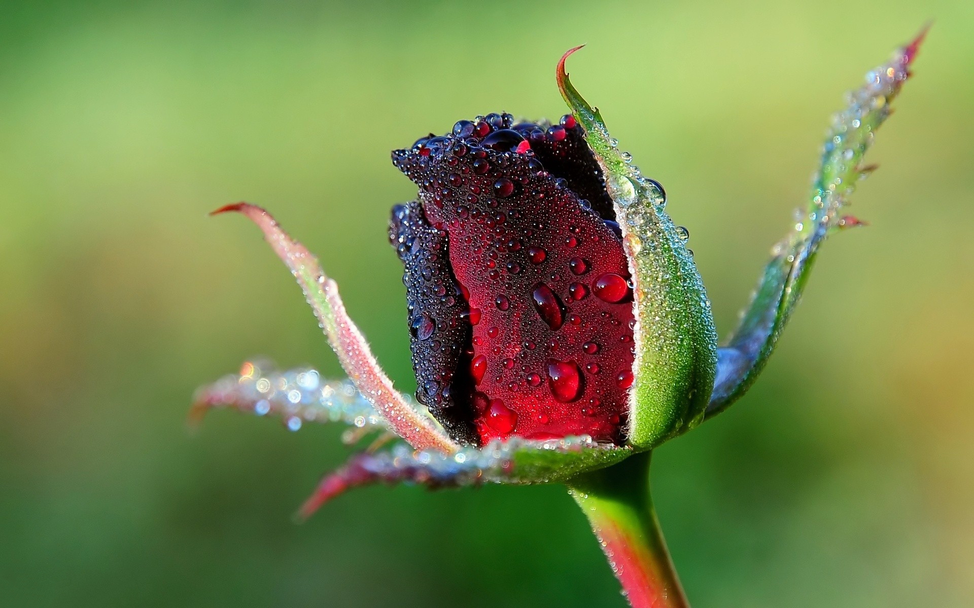 HD Nature’s Elegance: Dew-Kissed Rose Blossom Wallpaper