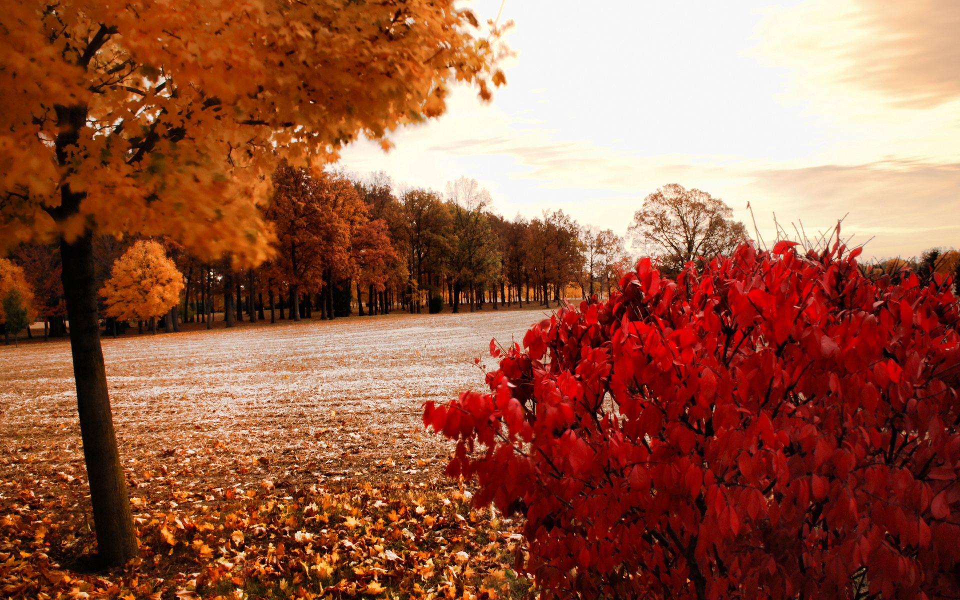Vibrant Fall Nature HD Wallpaper
