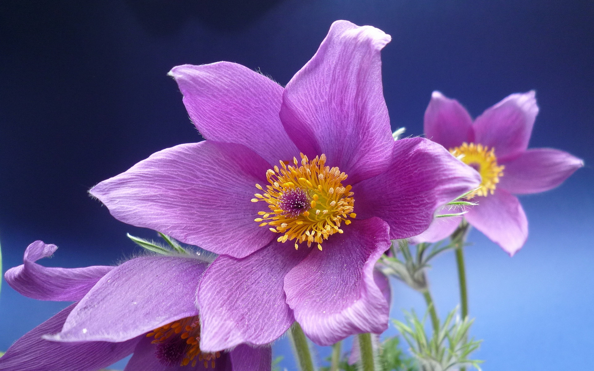 Download Nature Flower HD Wallpaper