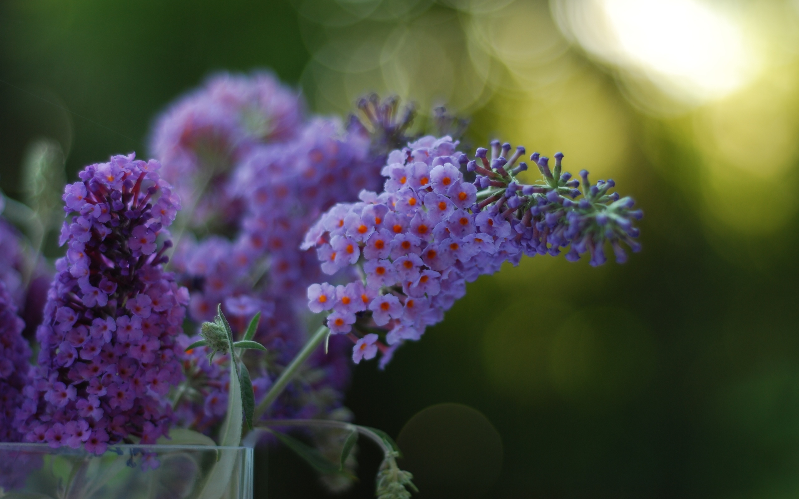 Download Nature Flower HD Wallpaper