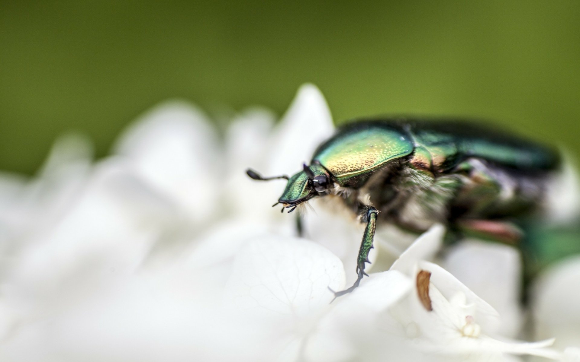 Download Animal Insect HD Wallpaper
