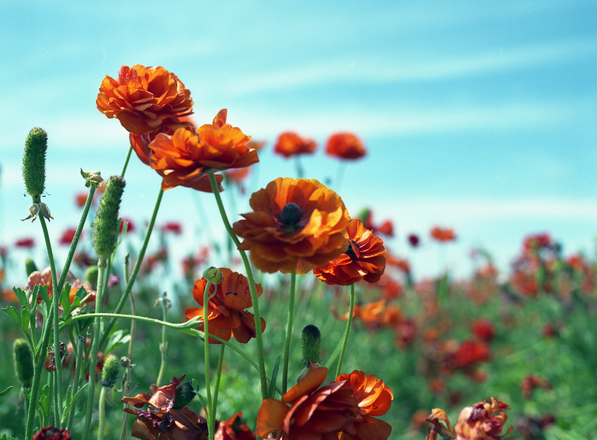 Download Poppy Nature Flower HD Wallpaper