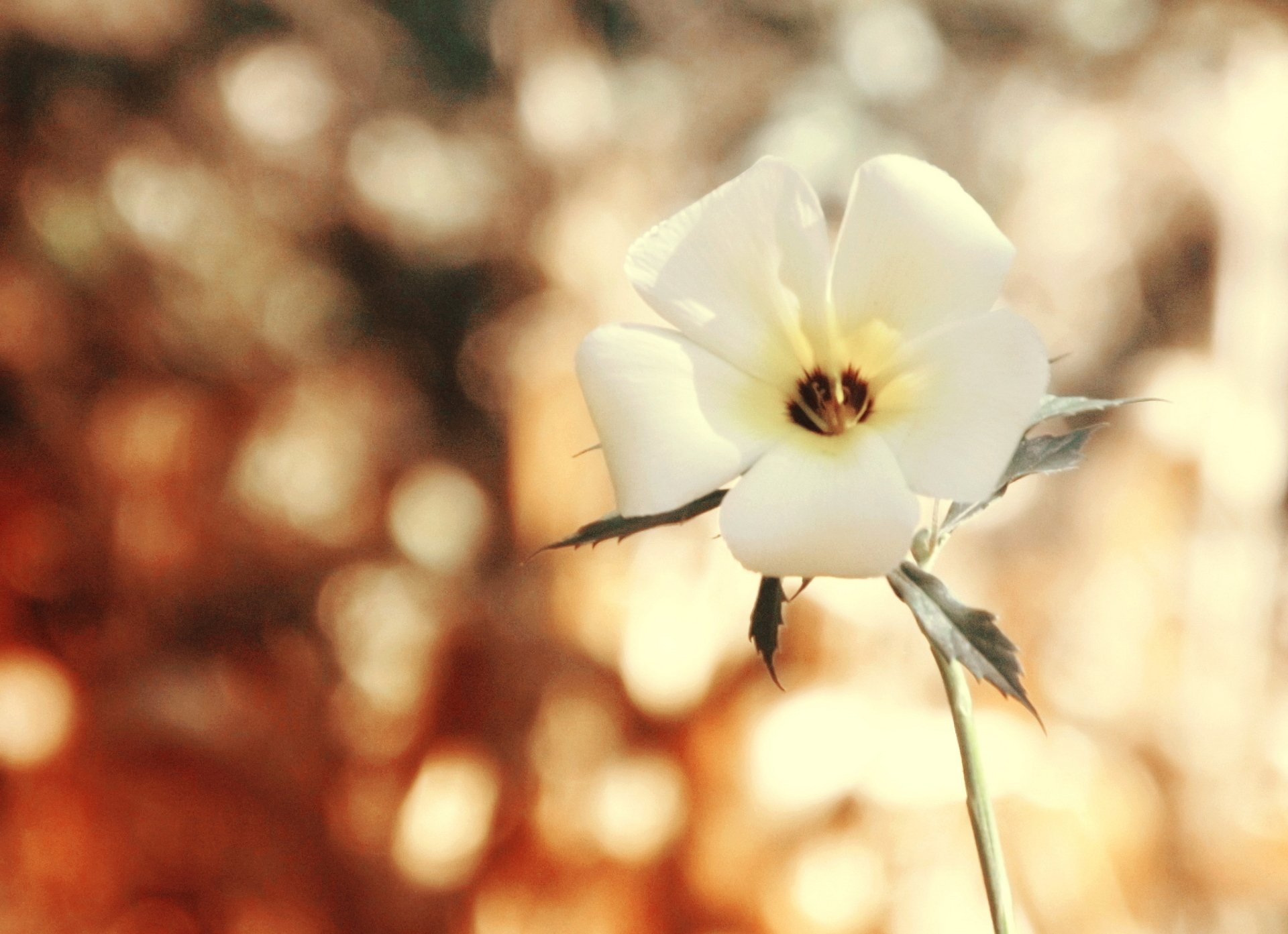 Download Nature Flower HD Wallpaper