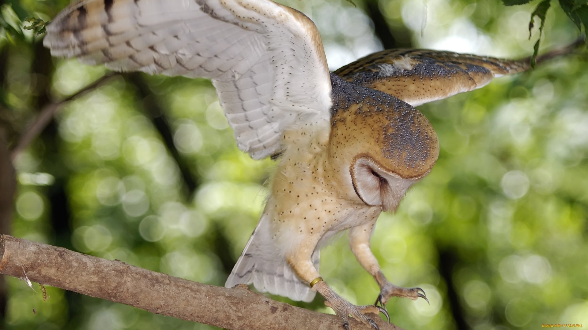 Majestic Barn Owl in Flight – Stunning HD Wildlife Wallpaper