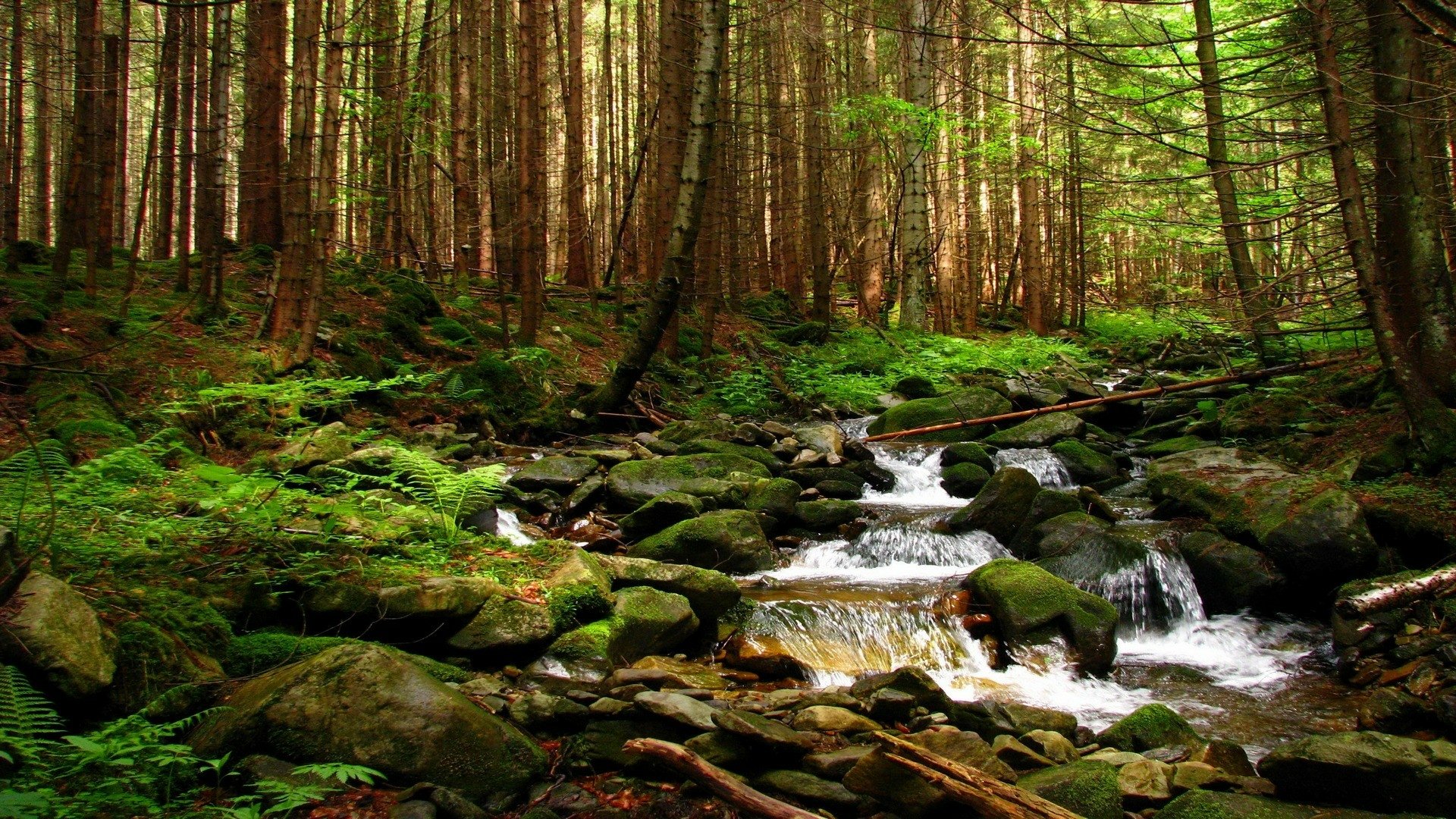 Download Nature Stream HD Wallpaper | 1920x1080 | Wallpaper Abyss