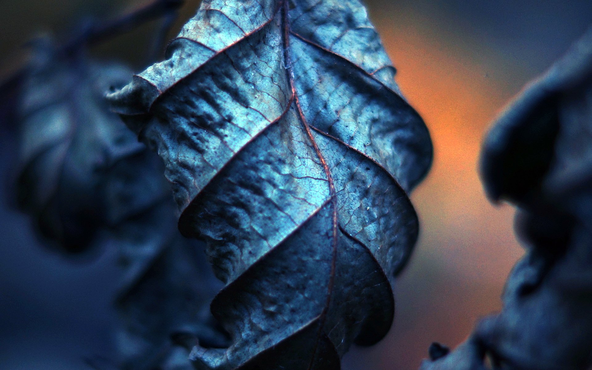 HD Nature's Elegance: Mystical Leaf Close-Up | 1920x1200 | Wallpaper Abyss