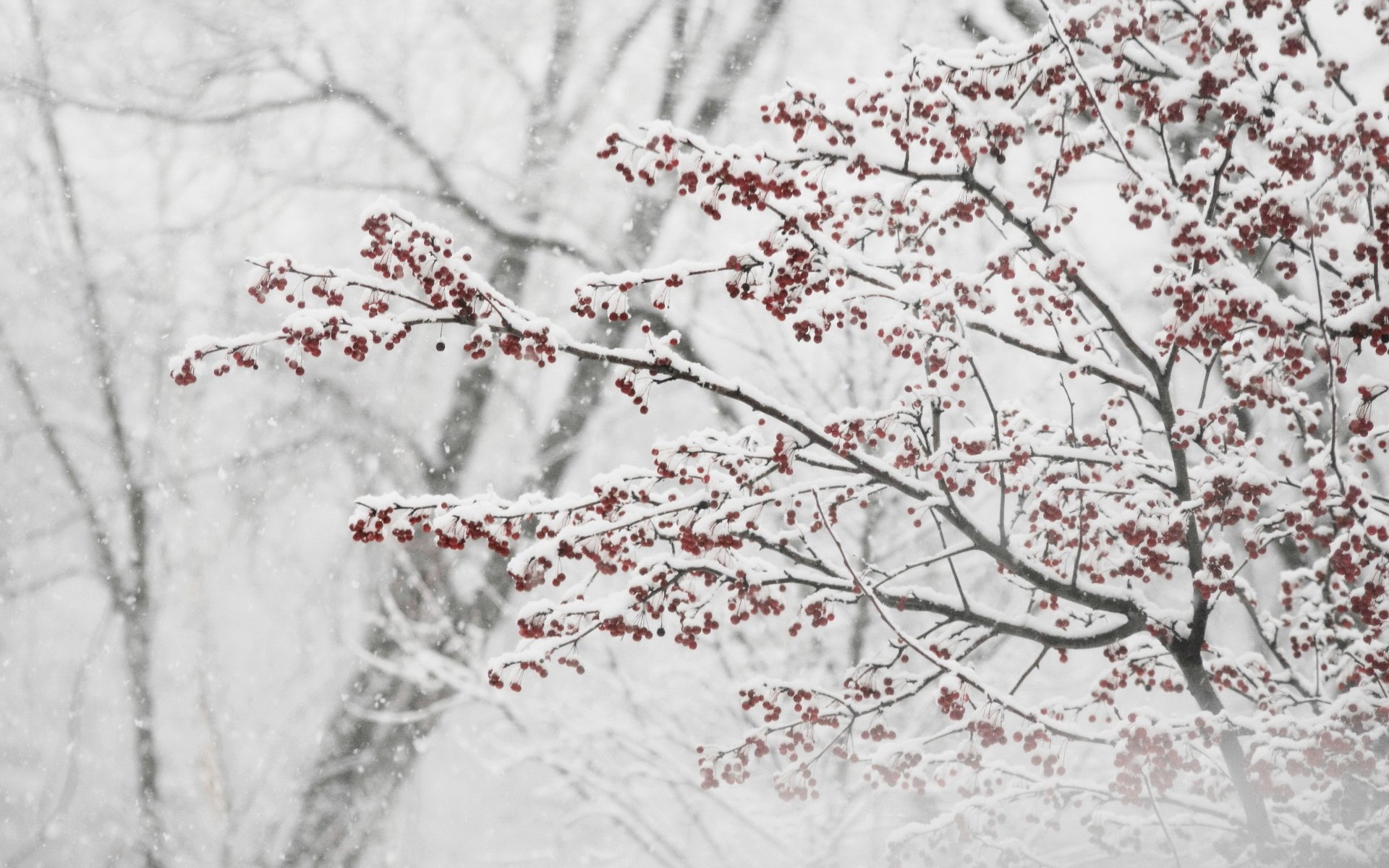 Download Nature Branch HD Wallpaper