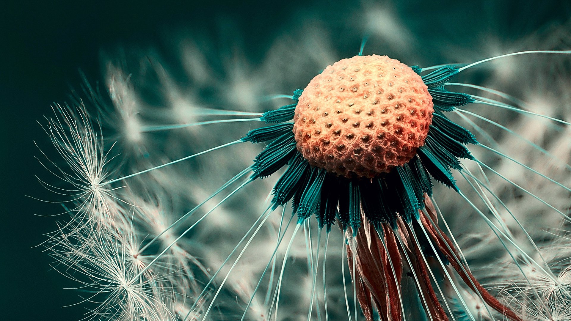 300 Dandelion Hd Wallpapers Background Images Wallpaper Abyss Images