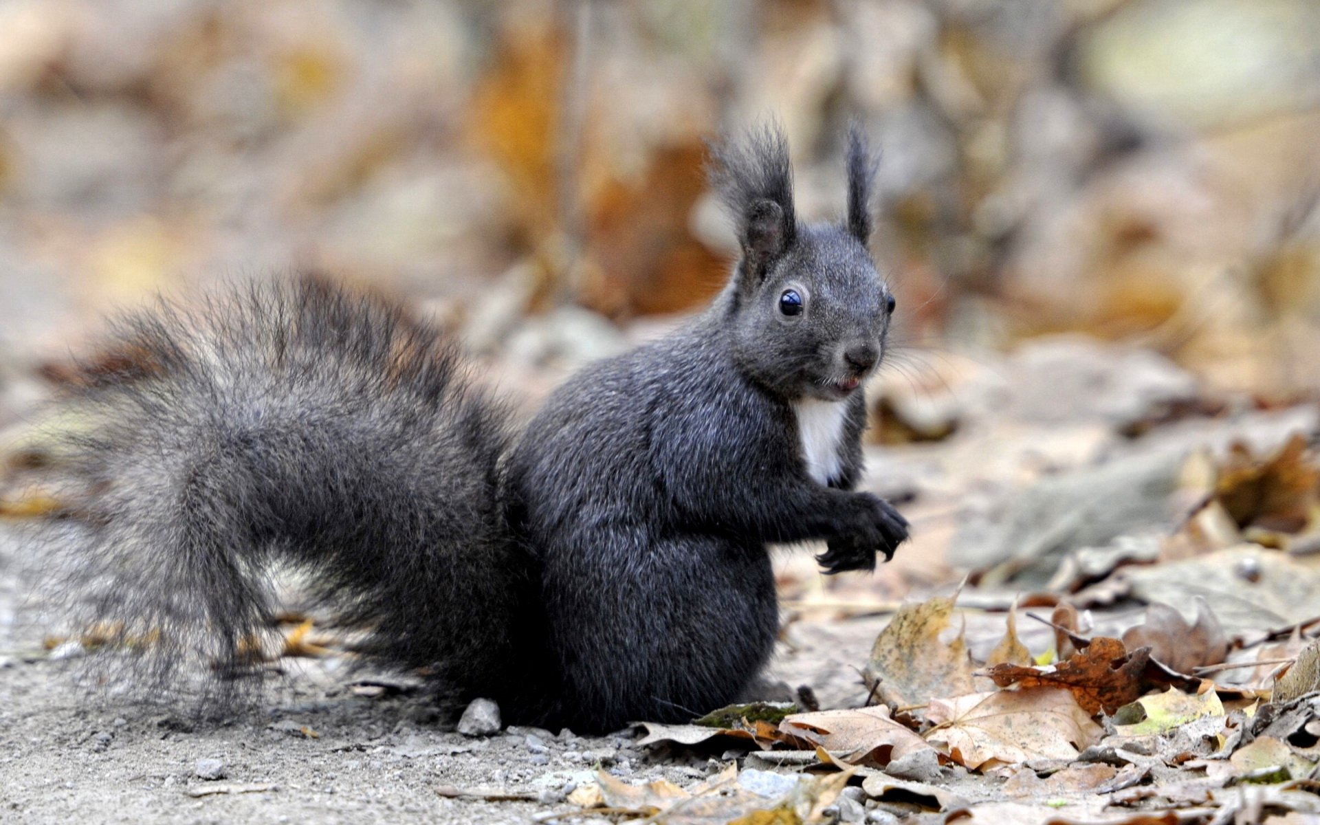 Download Animal Squirrel HD Wallpaper