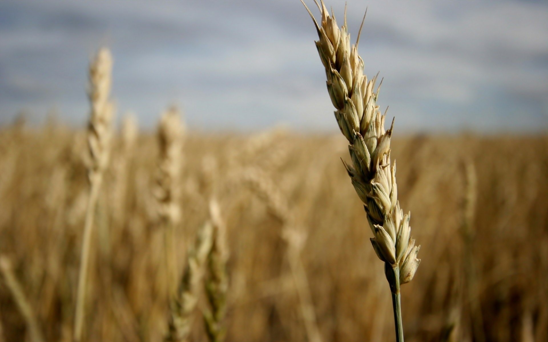 Amber Waves — HD Wheat Nature Wallpaper