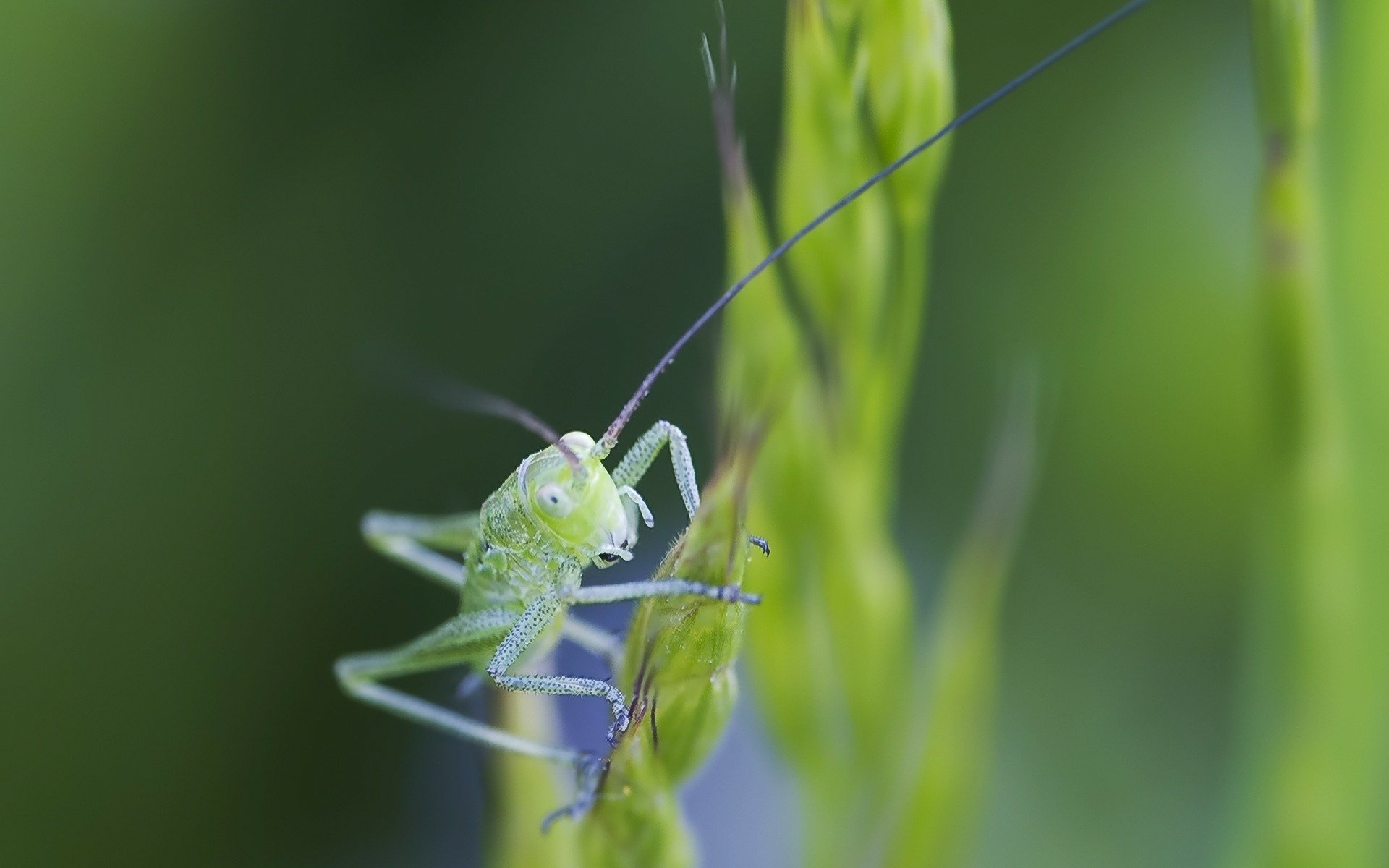 Animal Grasshopper HD Wallpaper
