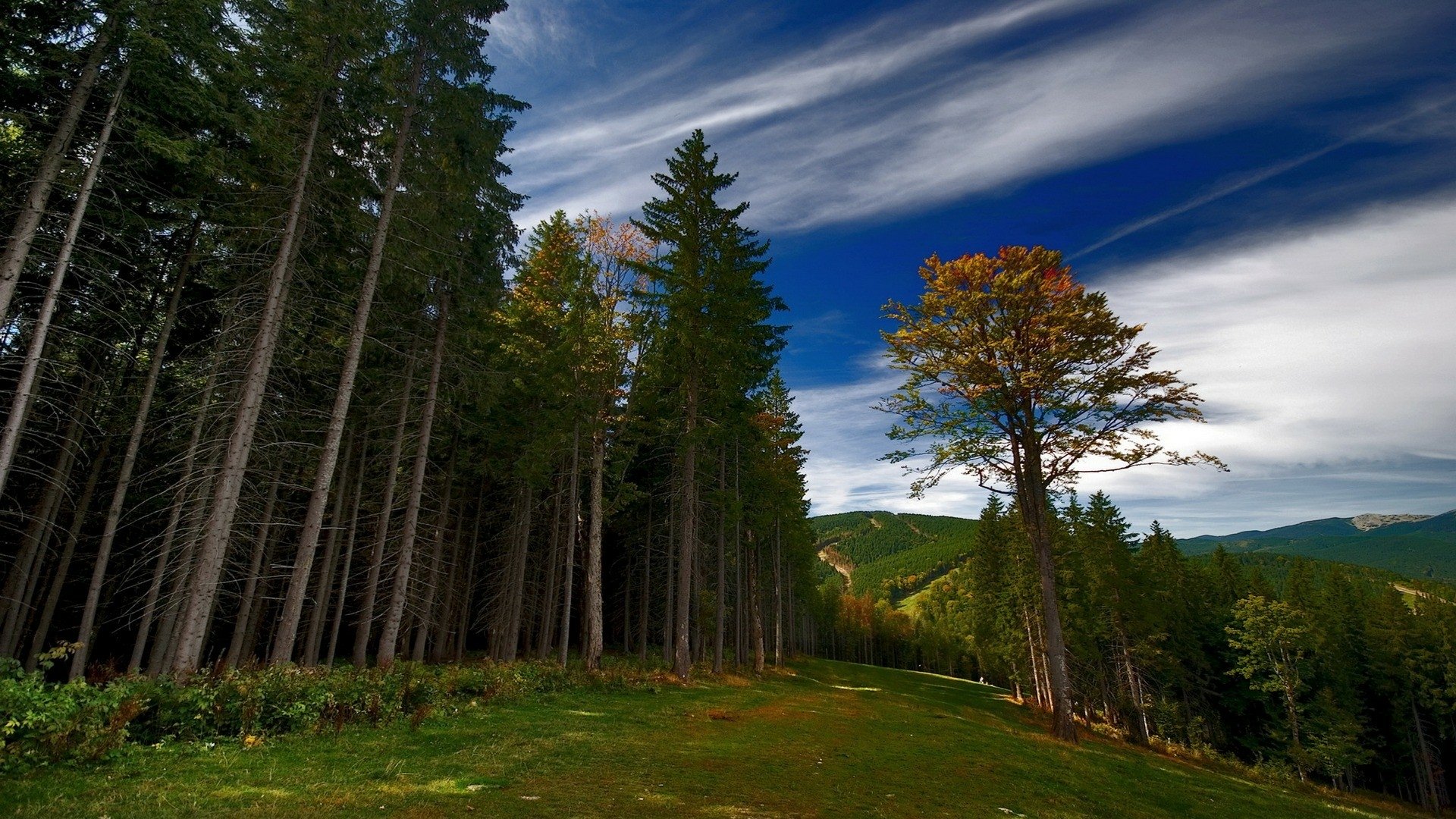 Enchanted Forest Serenity: HD Nature Wallpaper | 1920x1080 | Wallpaper ...