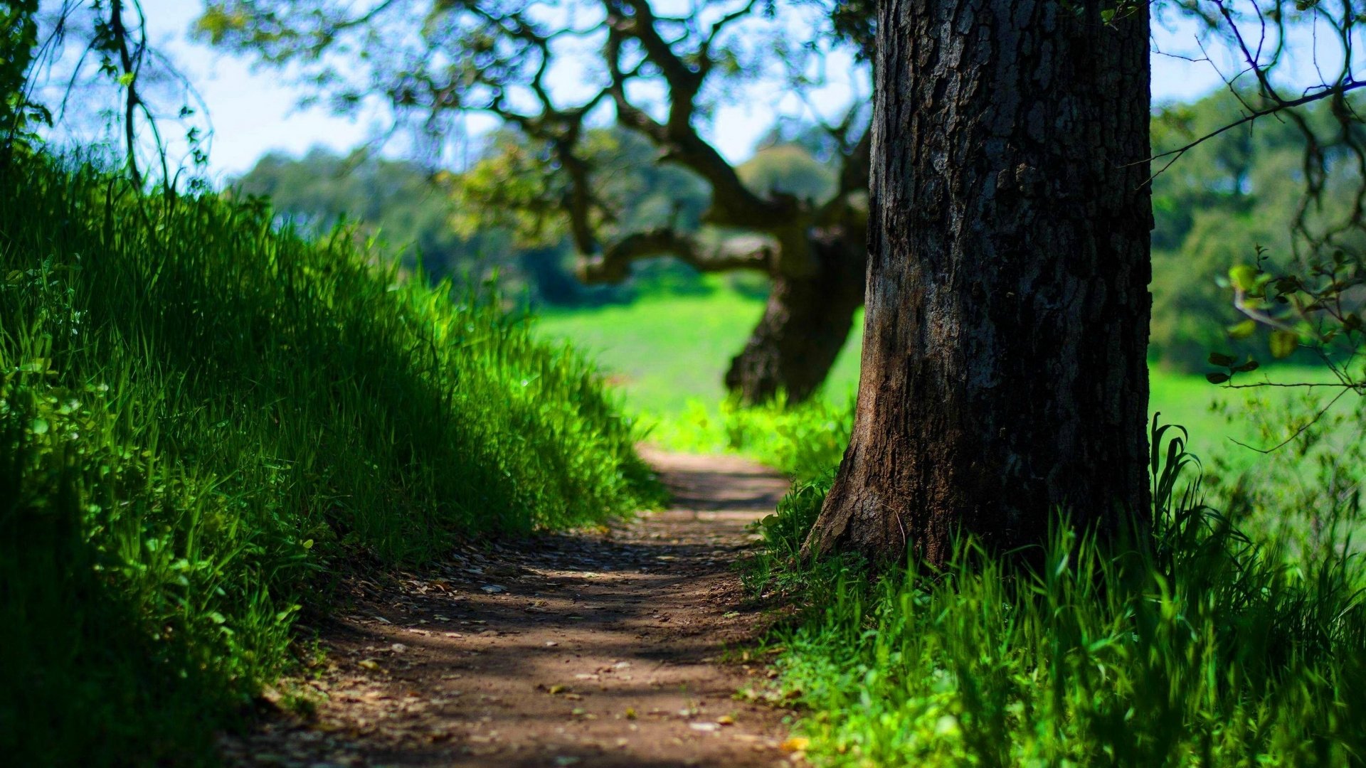 Path HD Wallpaper
