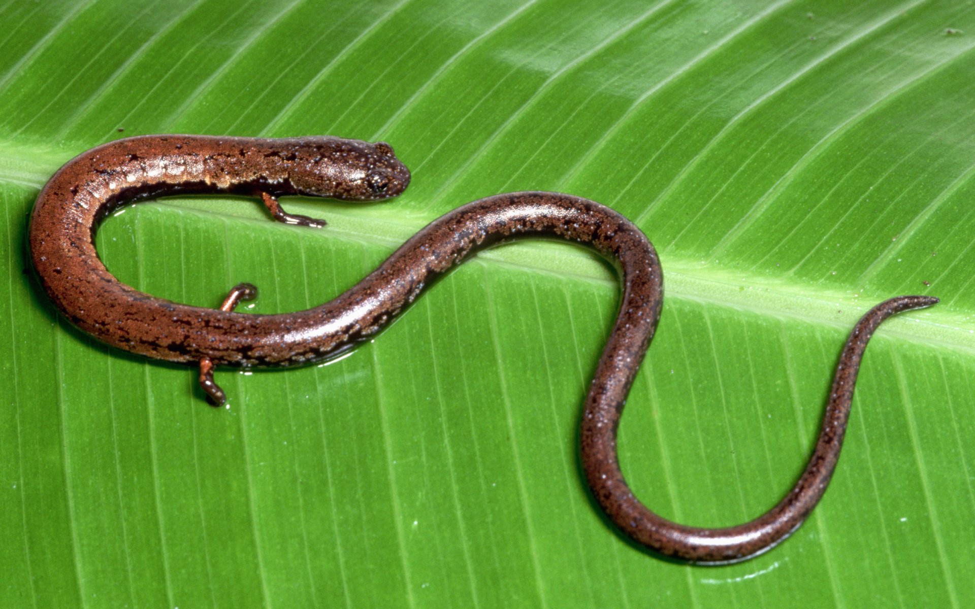 Download Animal Salamander HD Wallpaper